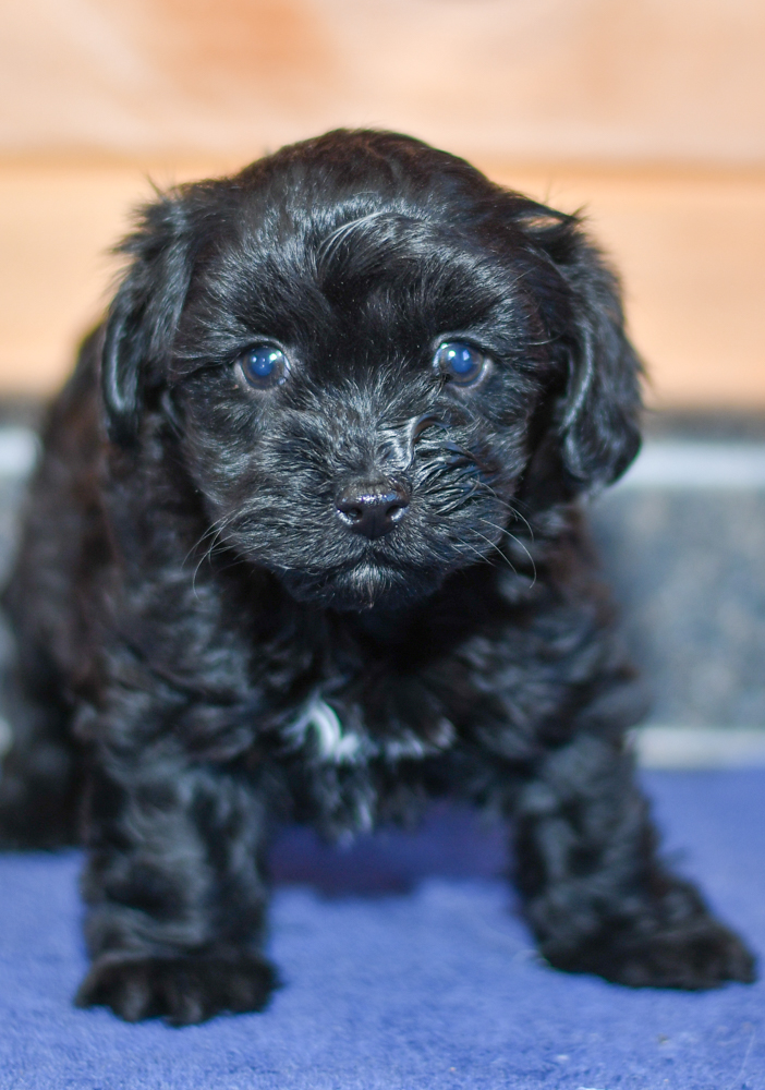 Ina - Havapoo - All Star Puppies : All Star Puppies