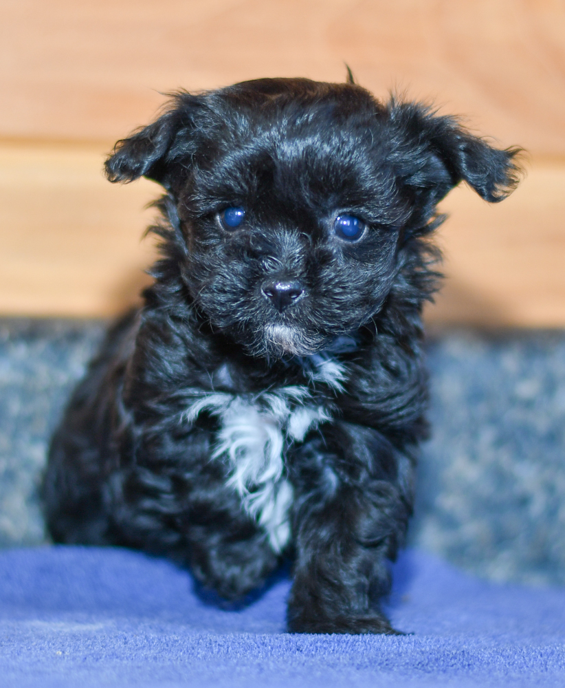 Ivy - Havapoo - All Star Puppies : All Star Puppies