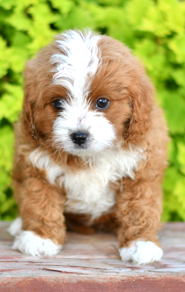 Pip - Cavapoo - All Star Puppies : All Star Puppies