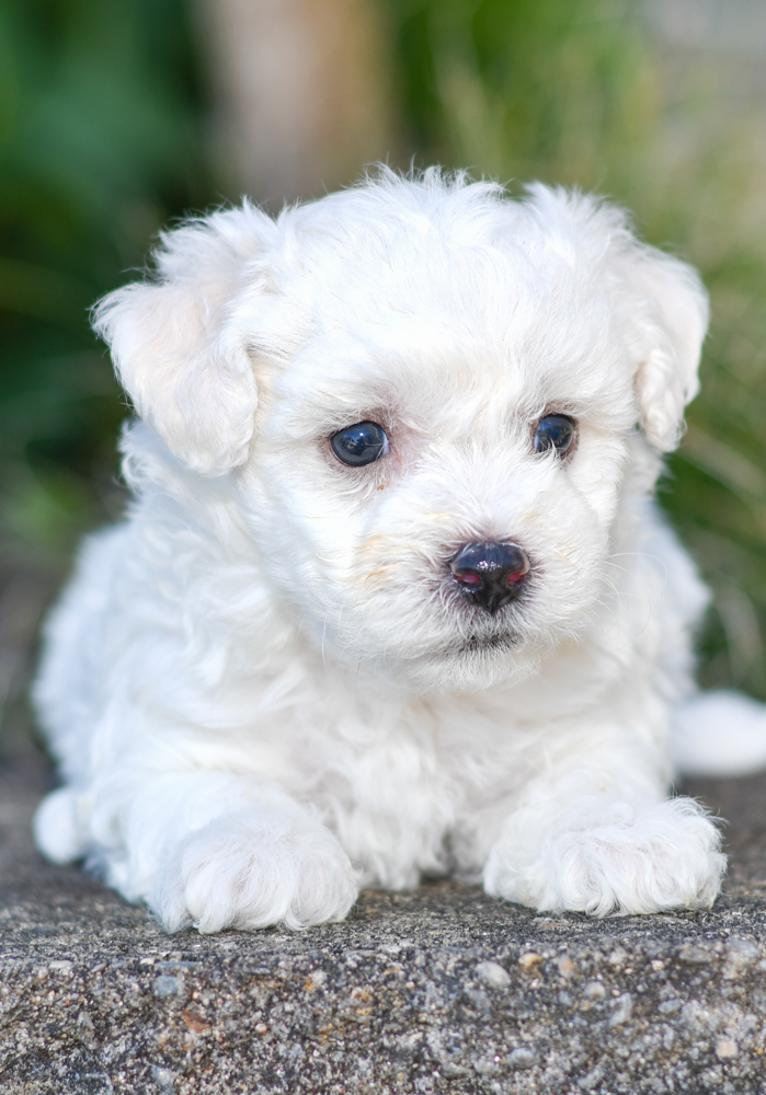 Tonya - Bichon - All Star Puppies : All Star Puppies
