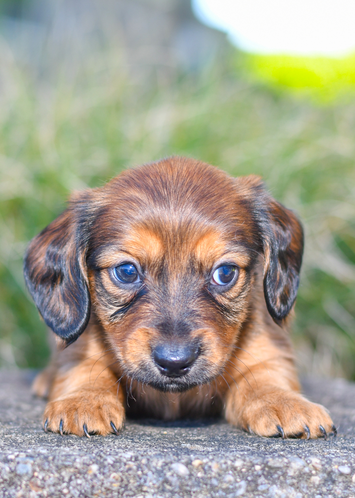 Yale - Doxin - All Star Puppies : All Star Puppies