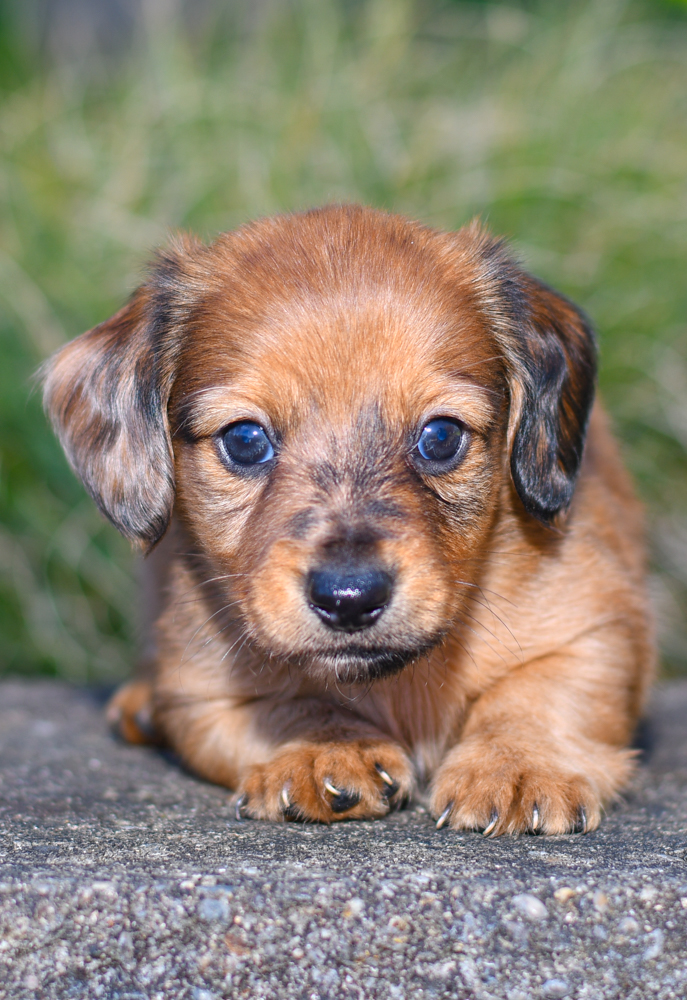 Yodi - Doxin - All Star Puppies : All Star Puppies