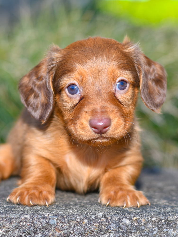 York - Doxin - All Star Puppies : All Star Puppies