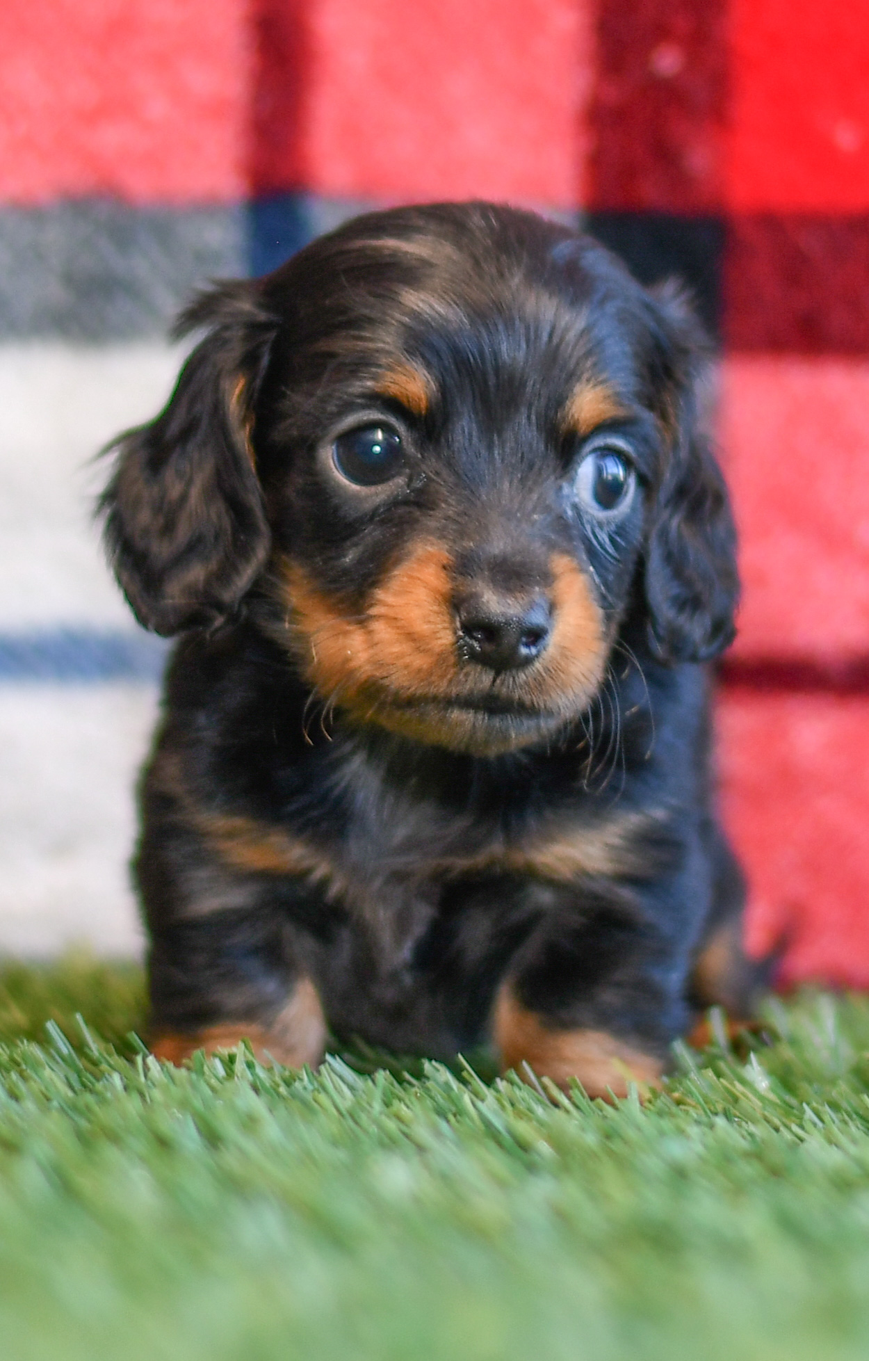 Aaron - Doxin - All Star Puppies : All Star Puppies