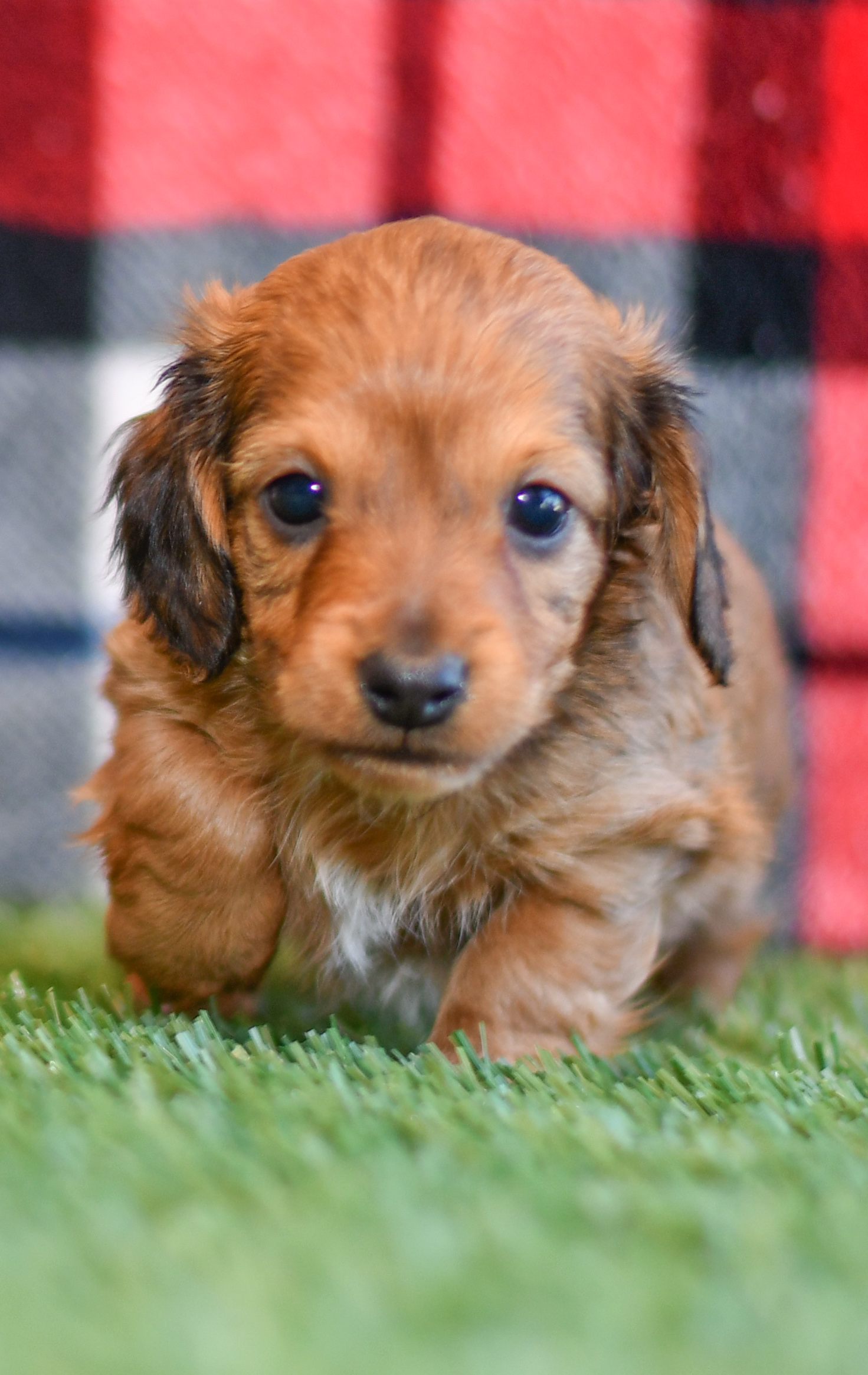 Abby - Doxin - All Star Puppies : All Star Puppies