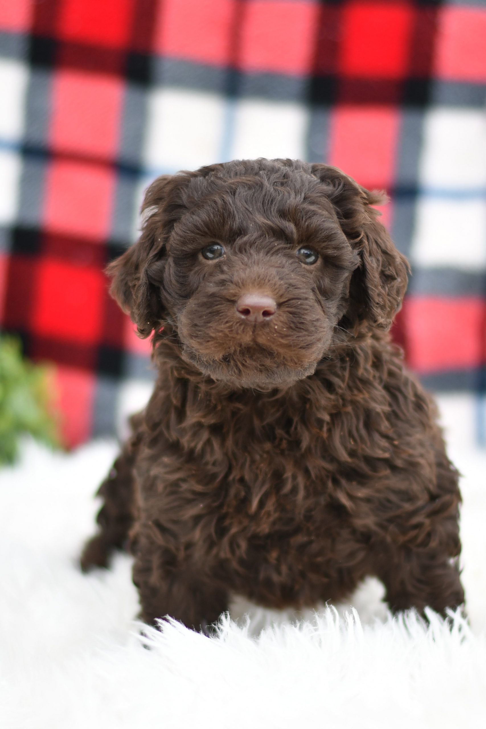 Gabby - Labradoodle F1B - All Star Puppies : All Star Puppies