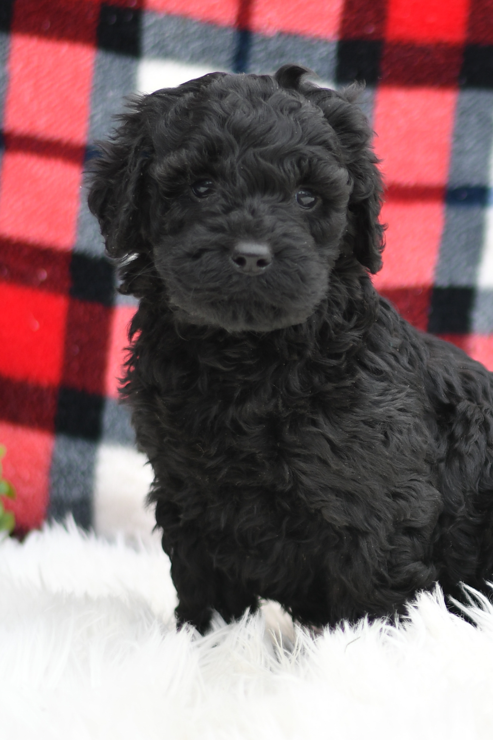 Gana - Labradoodle F1B - All Star Puppies : All Star Puppies