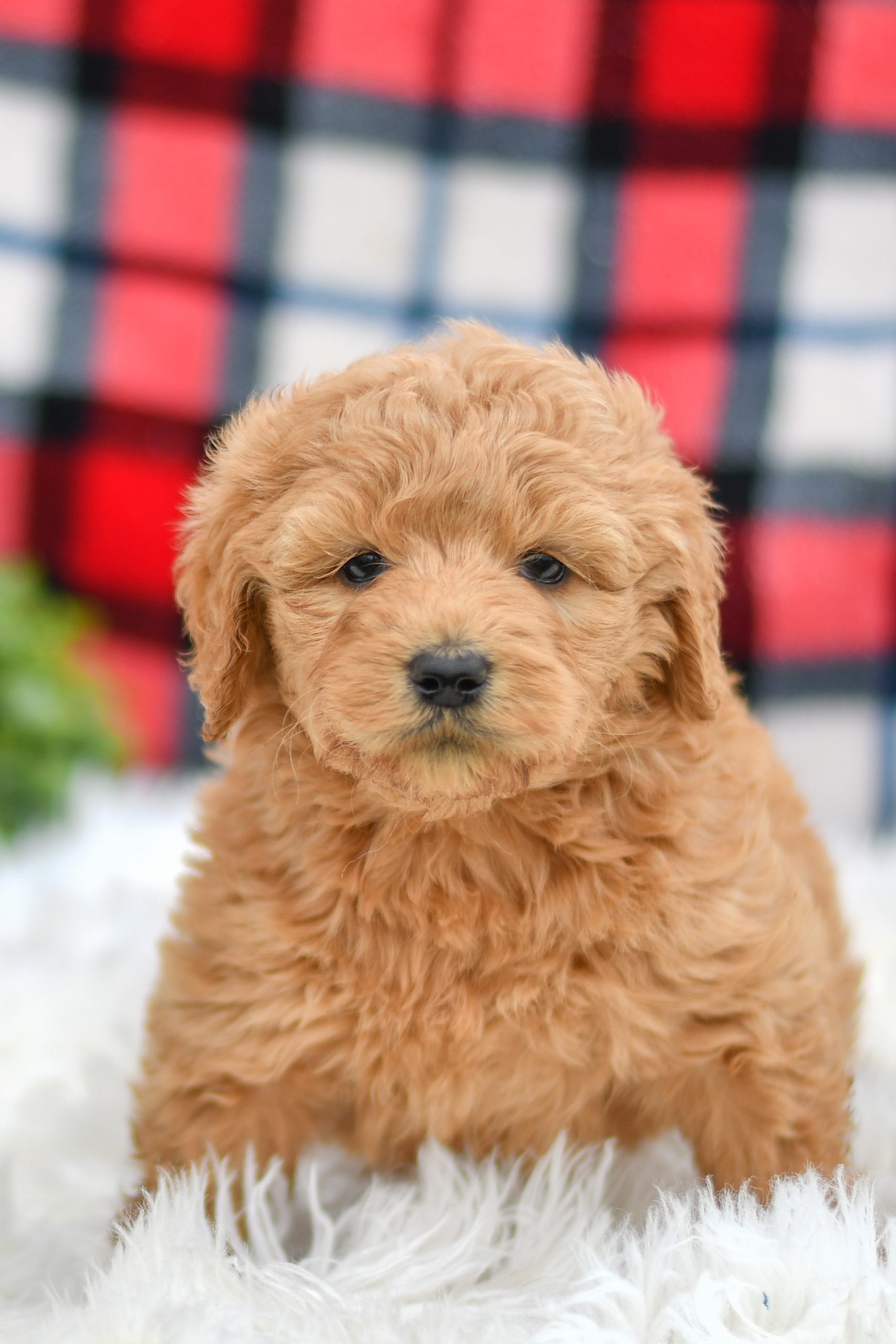 Ginger - Labradoodle F1B - All Star Puppies : All Star Puppies