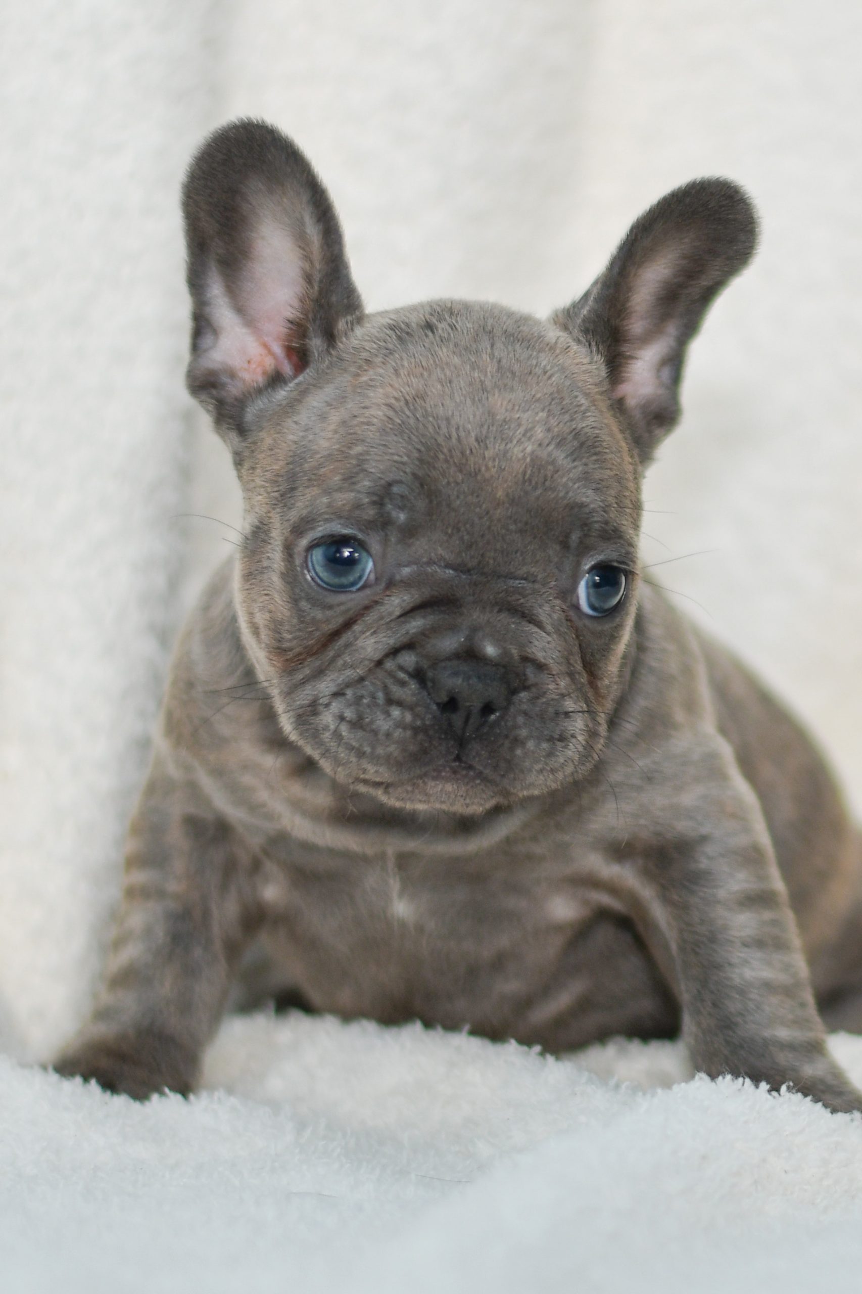 Job - Frenchy - All Star Puppies : All Star Puppies