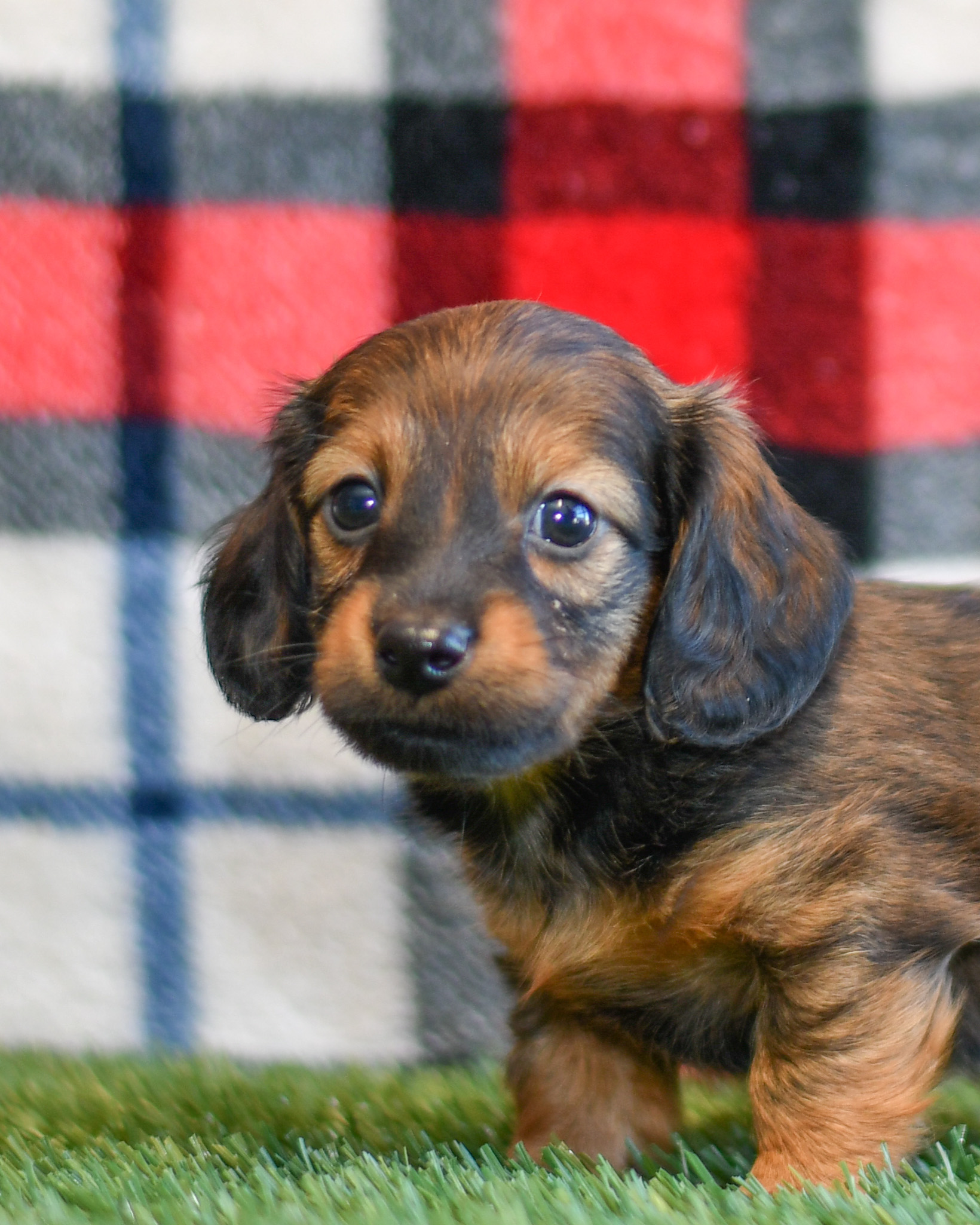 Montie - Doxin - All Star Puppies : All Star Puppies