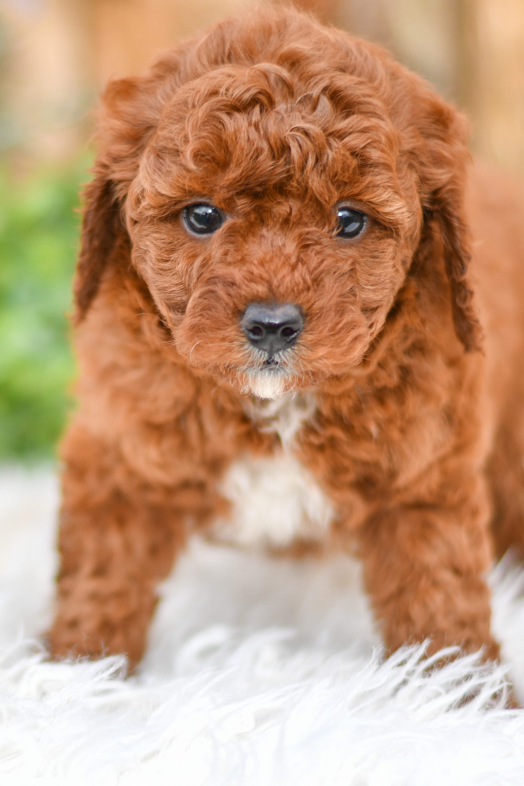 Paisley - Mini Poodle - All Star Puppies : All Star Puppies