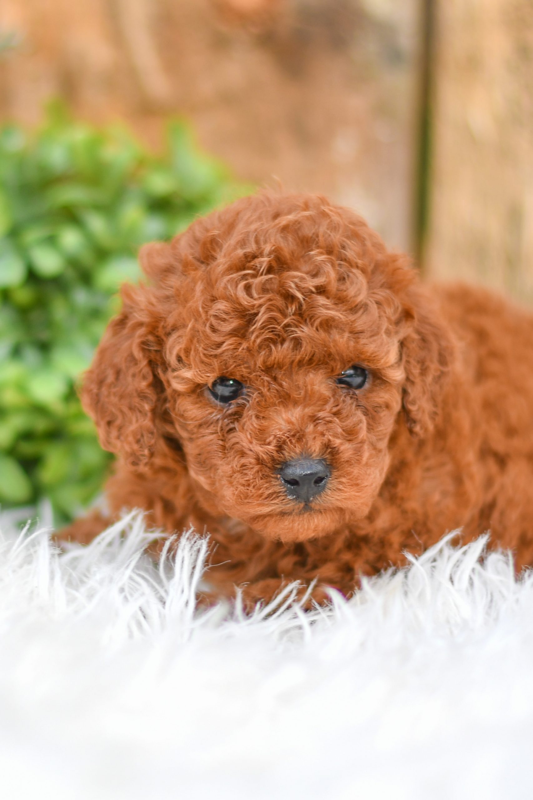 Parker - Mini Poodle - All Star Puppies : All Star Puppies