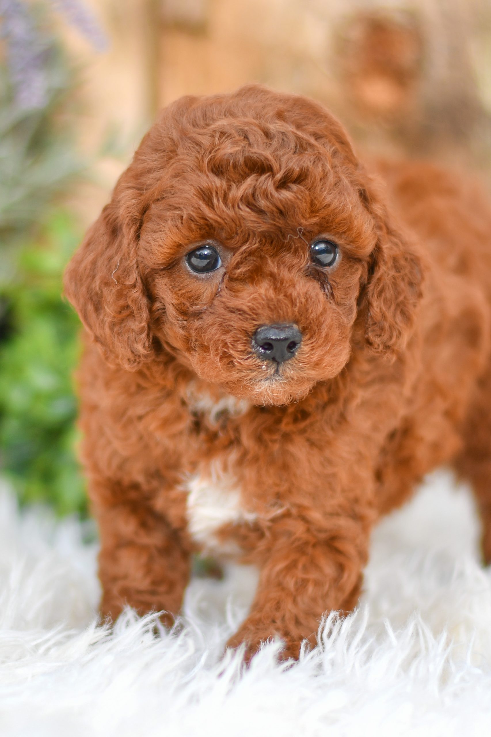 Pearl - Mini poodle - All Star Puppies : All Star Puppies