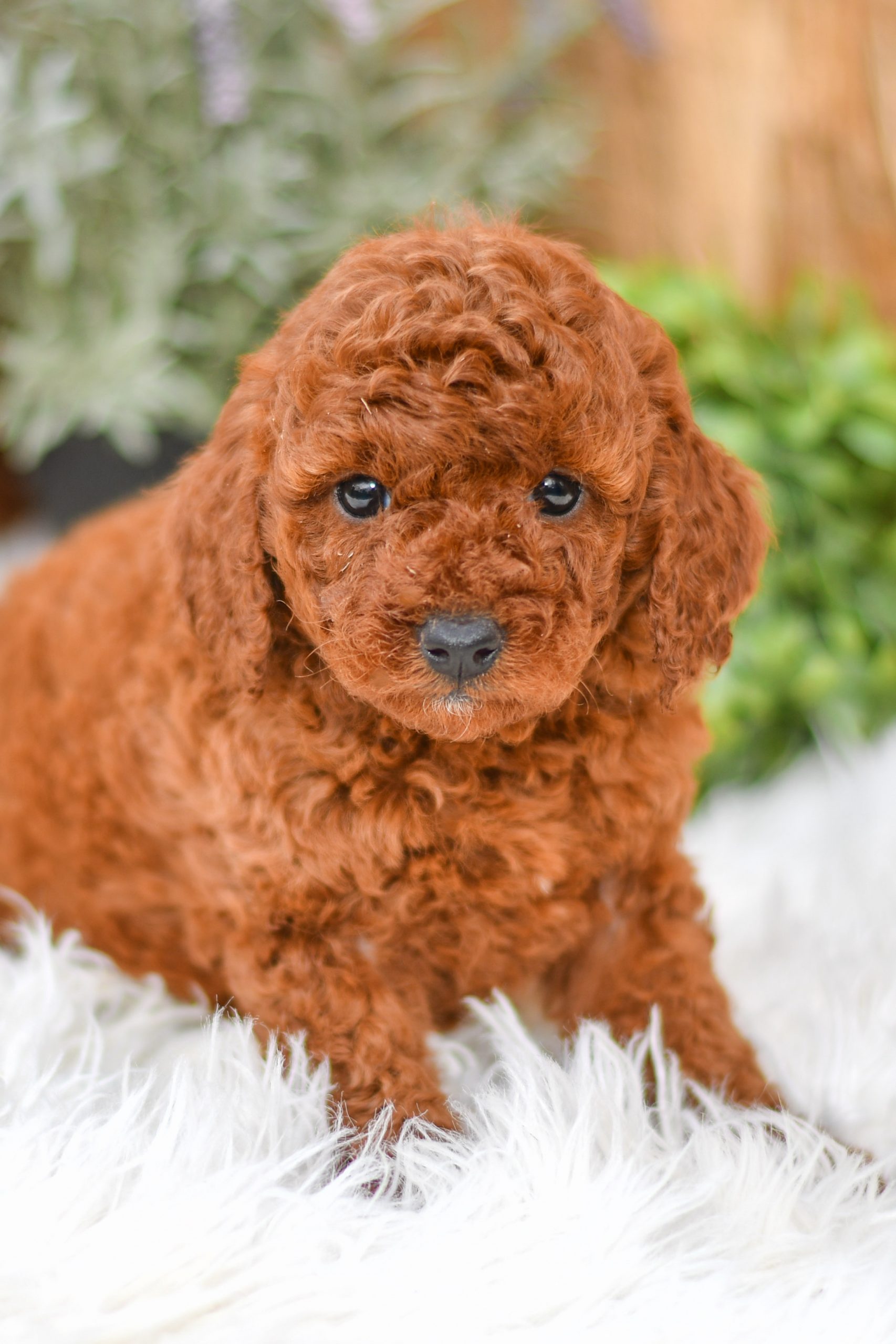 Pyper - Mini Poodle - All Star Puppies : All Star Puppies