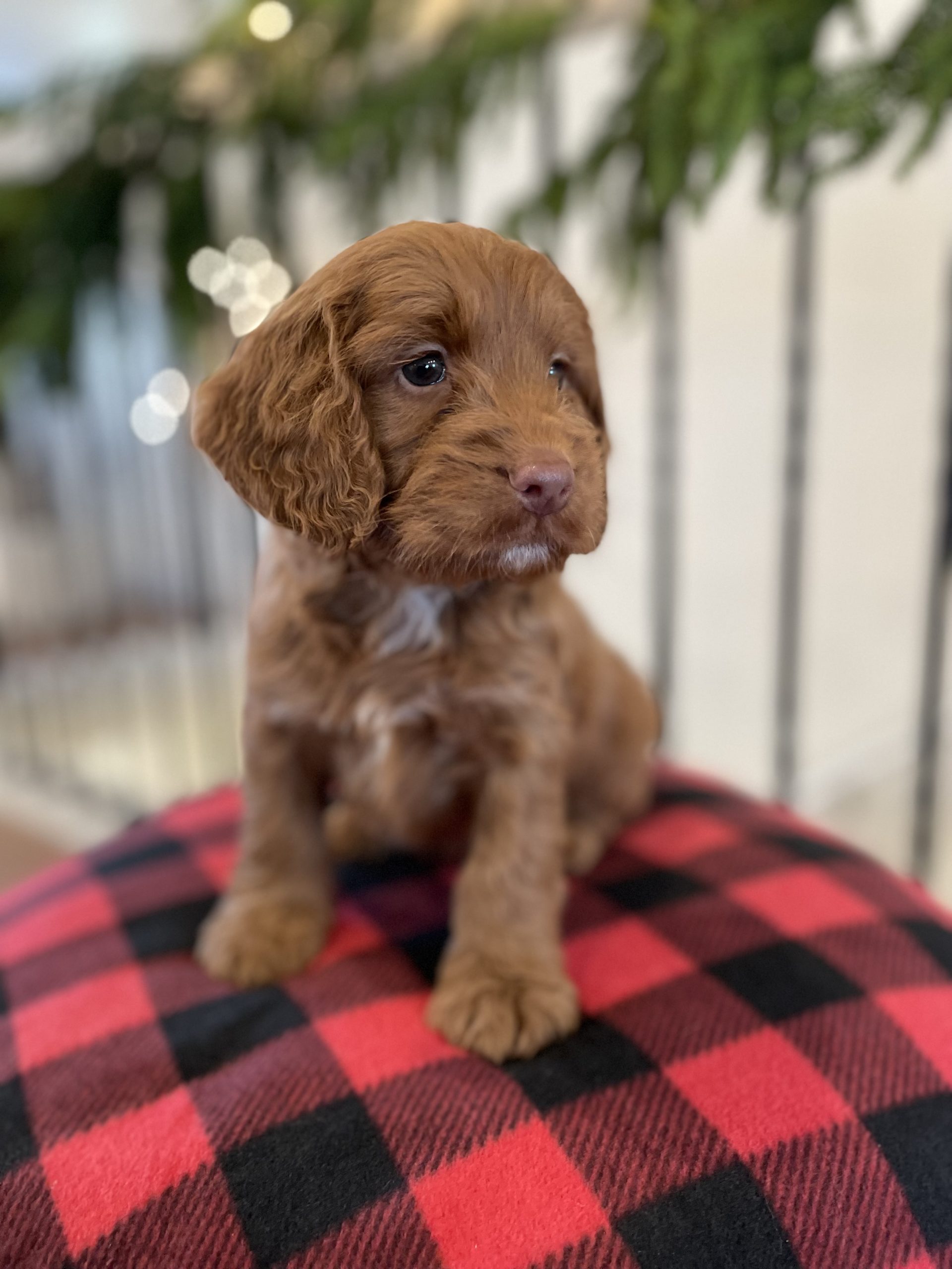 Shepherd - Cockapoo - All Star Puppies : All Star Puppies