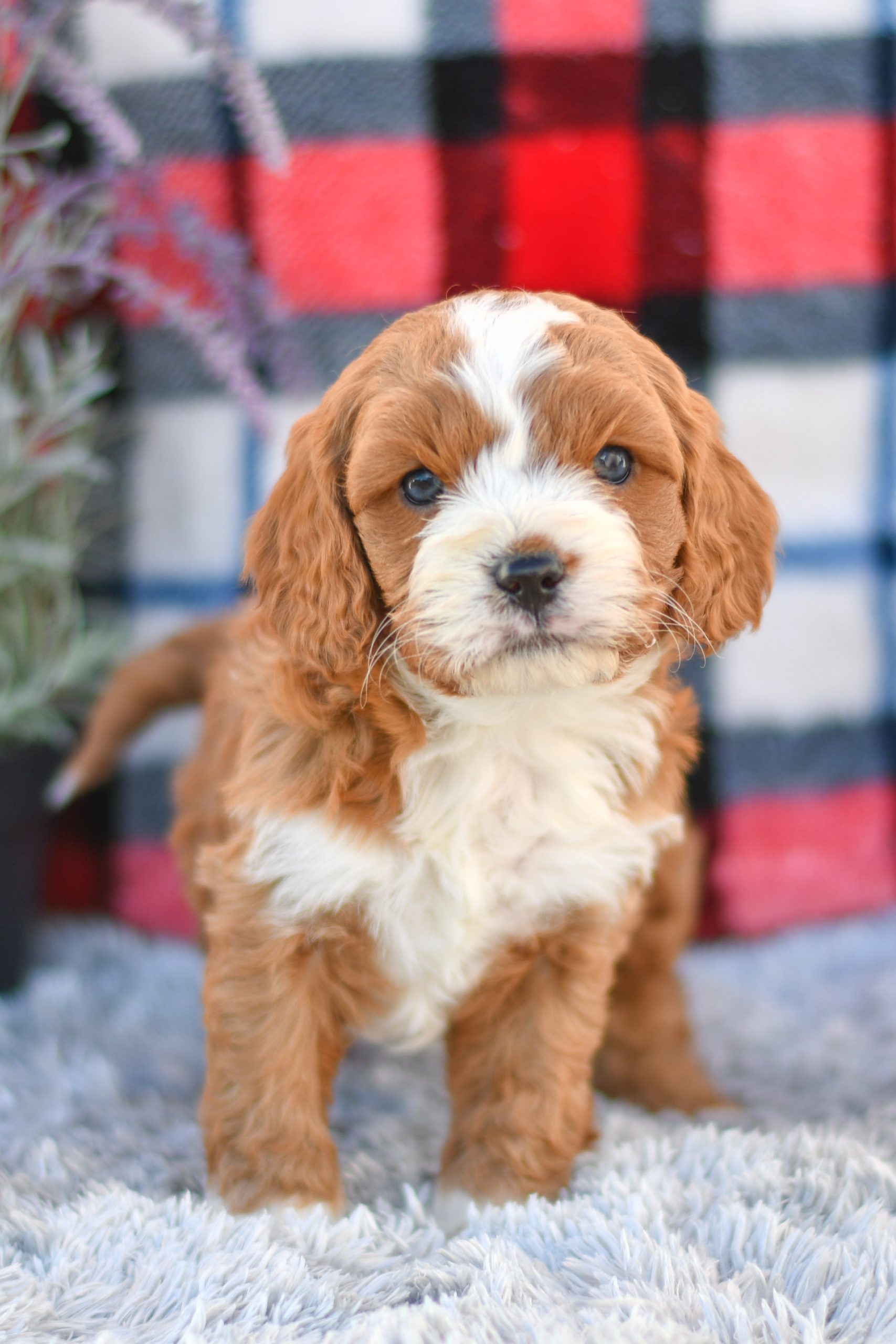 Wiley - Cavapoo - All Star Puppies : All Star Puppies