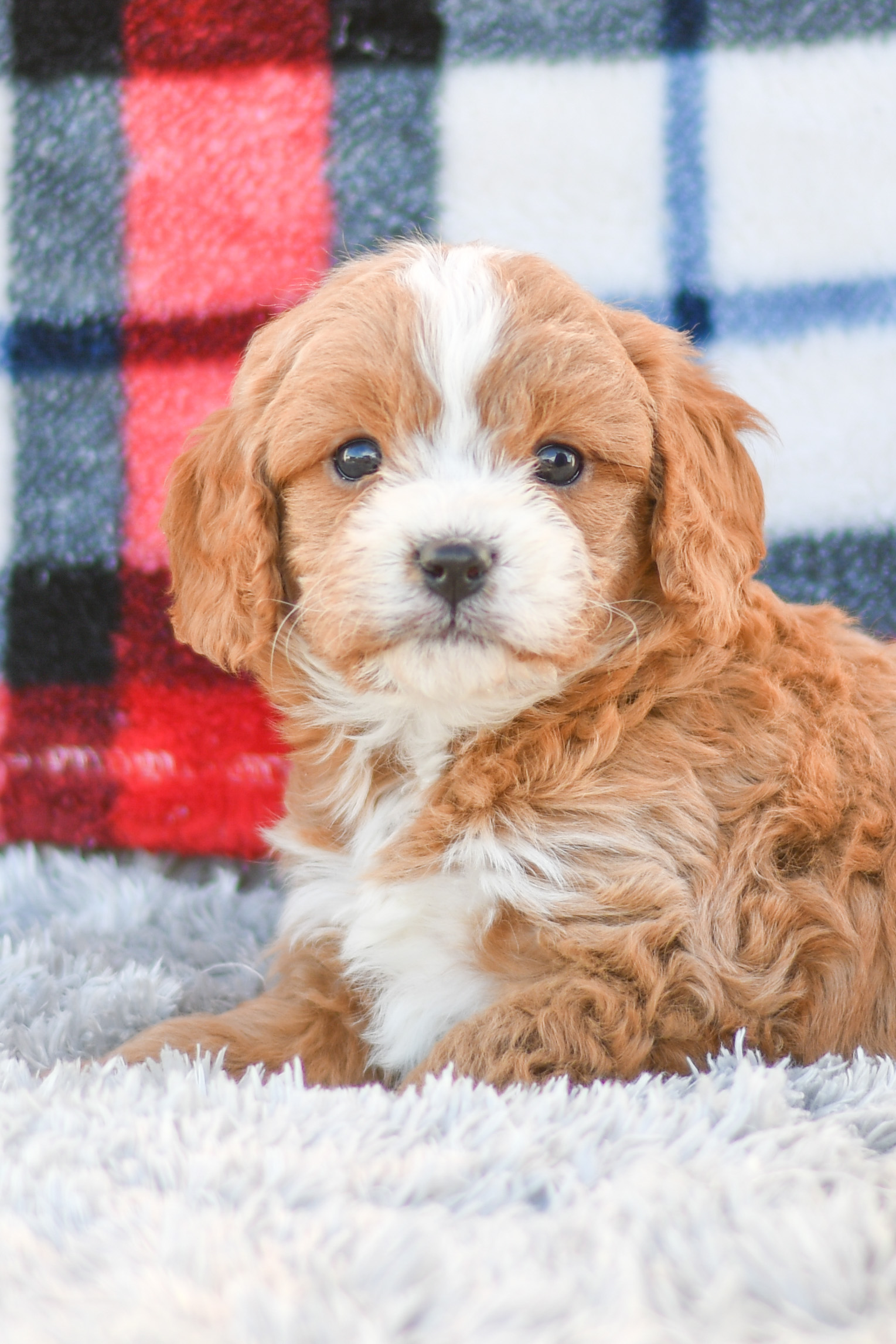 Wilma - Cavapoo - All Star Puppies : All Star Puppies