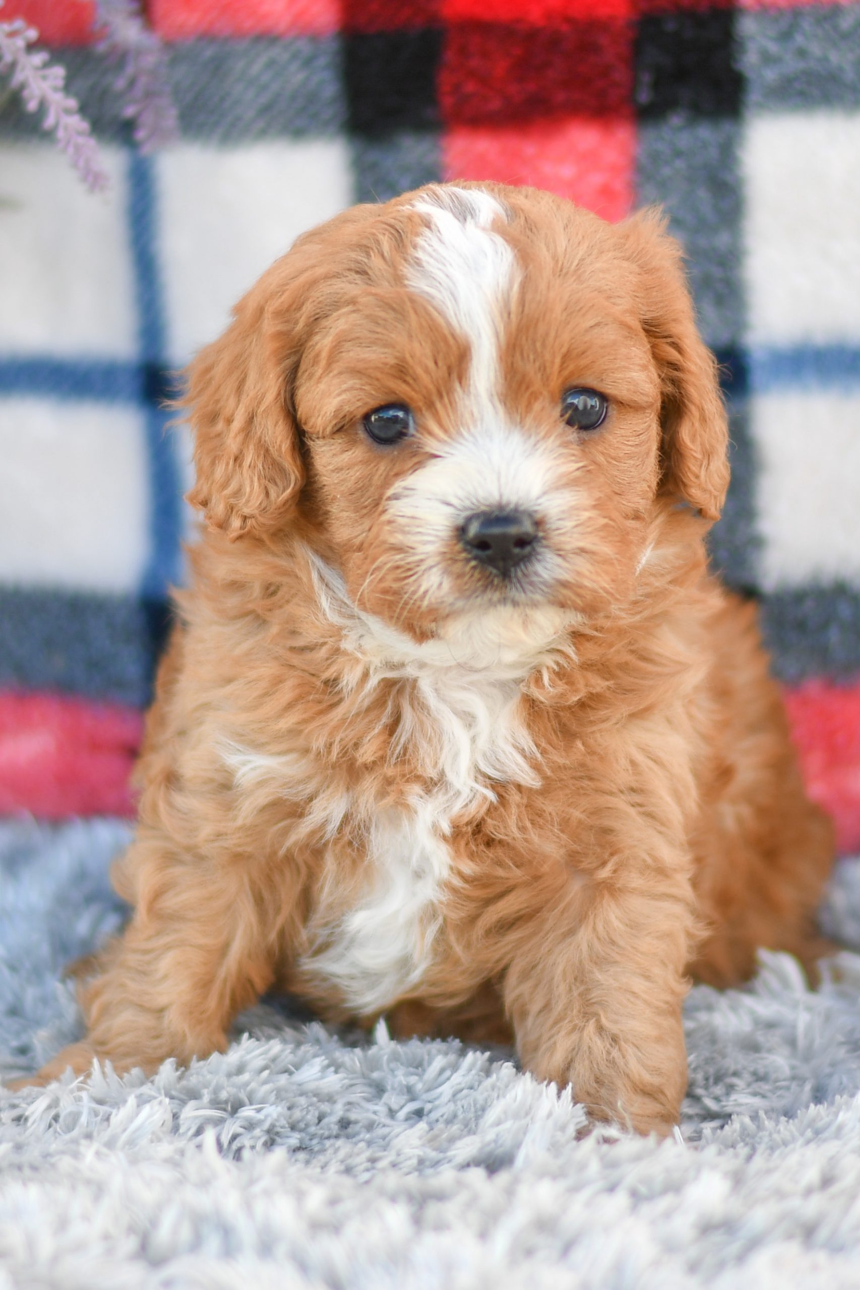 Wonder - Cavapoo - All Star Puppies : All Star Puppies