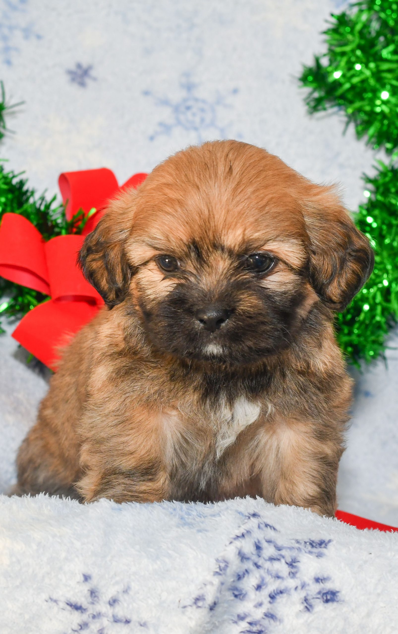 Jasper - Lhasa Apso - All Star Puppies : All Star Puppies