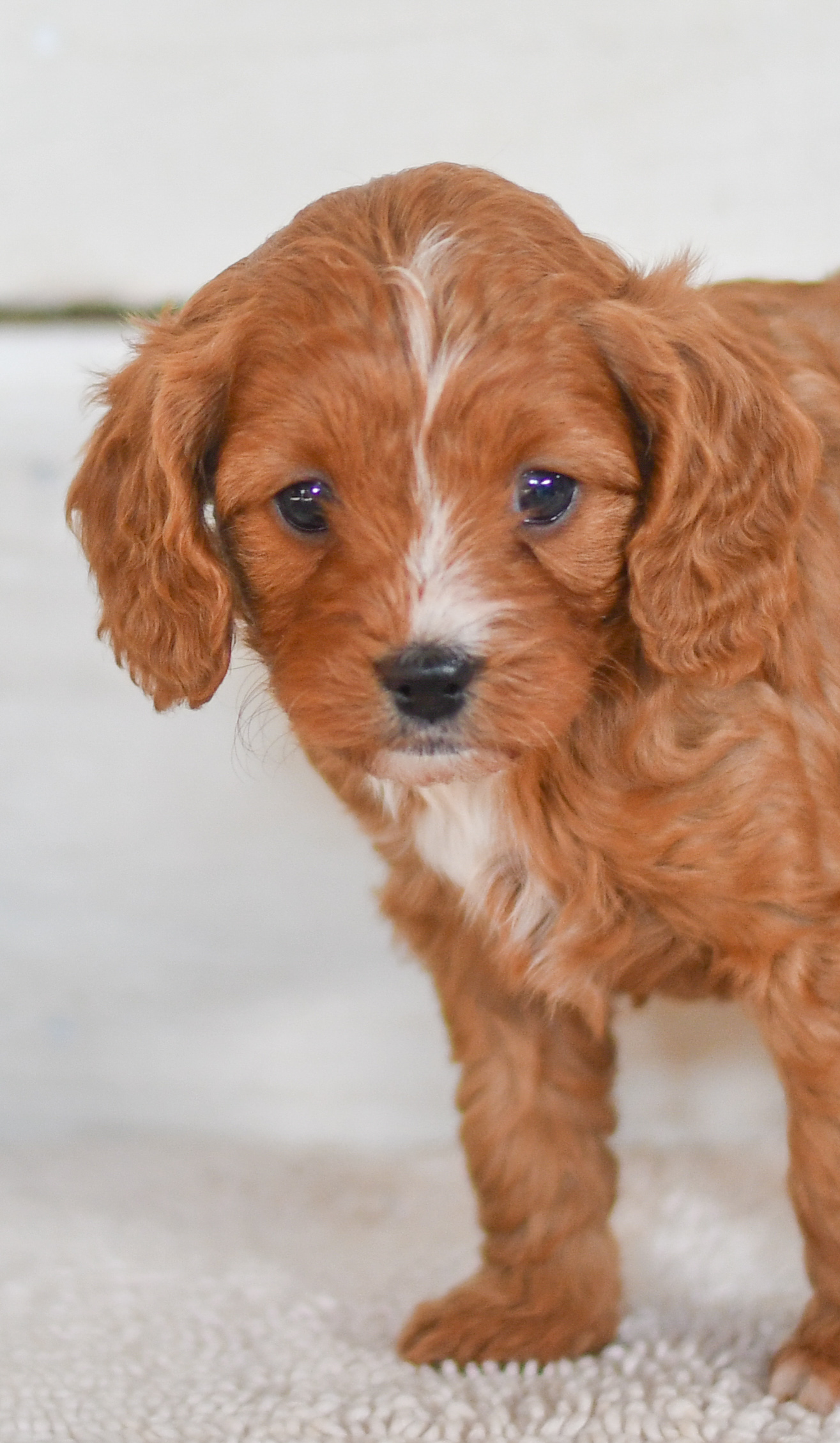 Lilly - Cavapoo - All Star Puppies : All Star Puppies