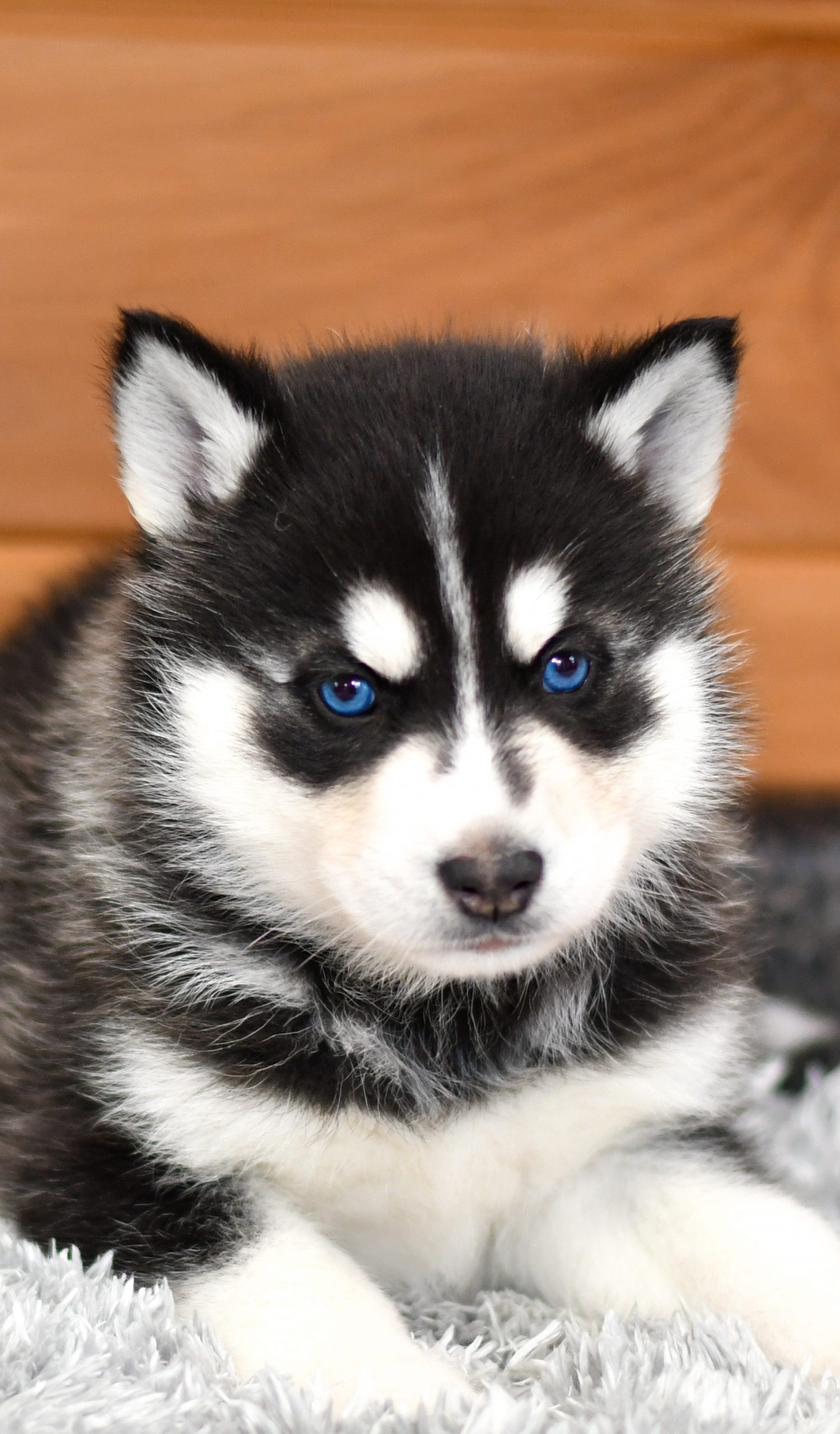 Oreo - Husky - All Star Puppies : All Star Puppies