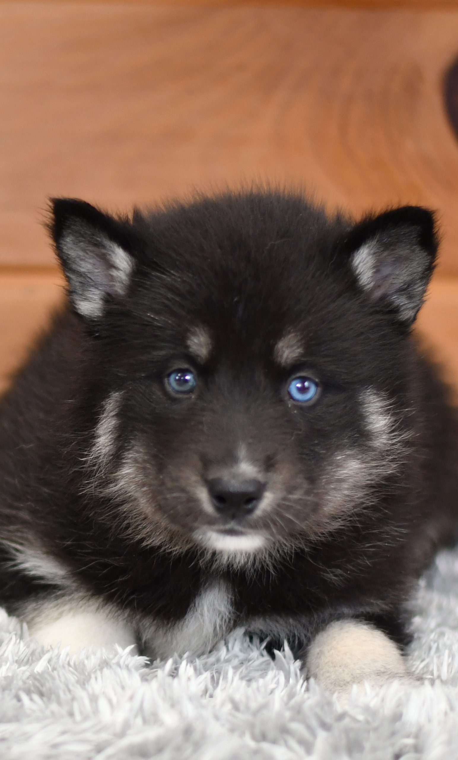 Orion - Husky - All Star Puppies : All Star Puppies
