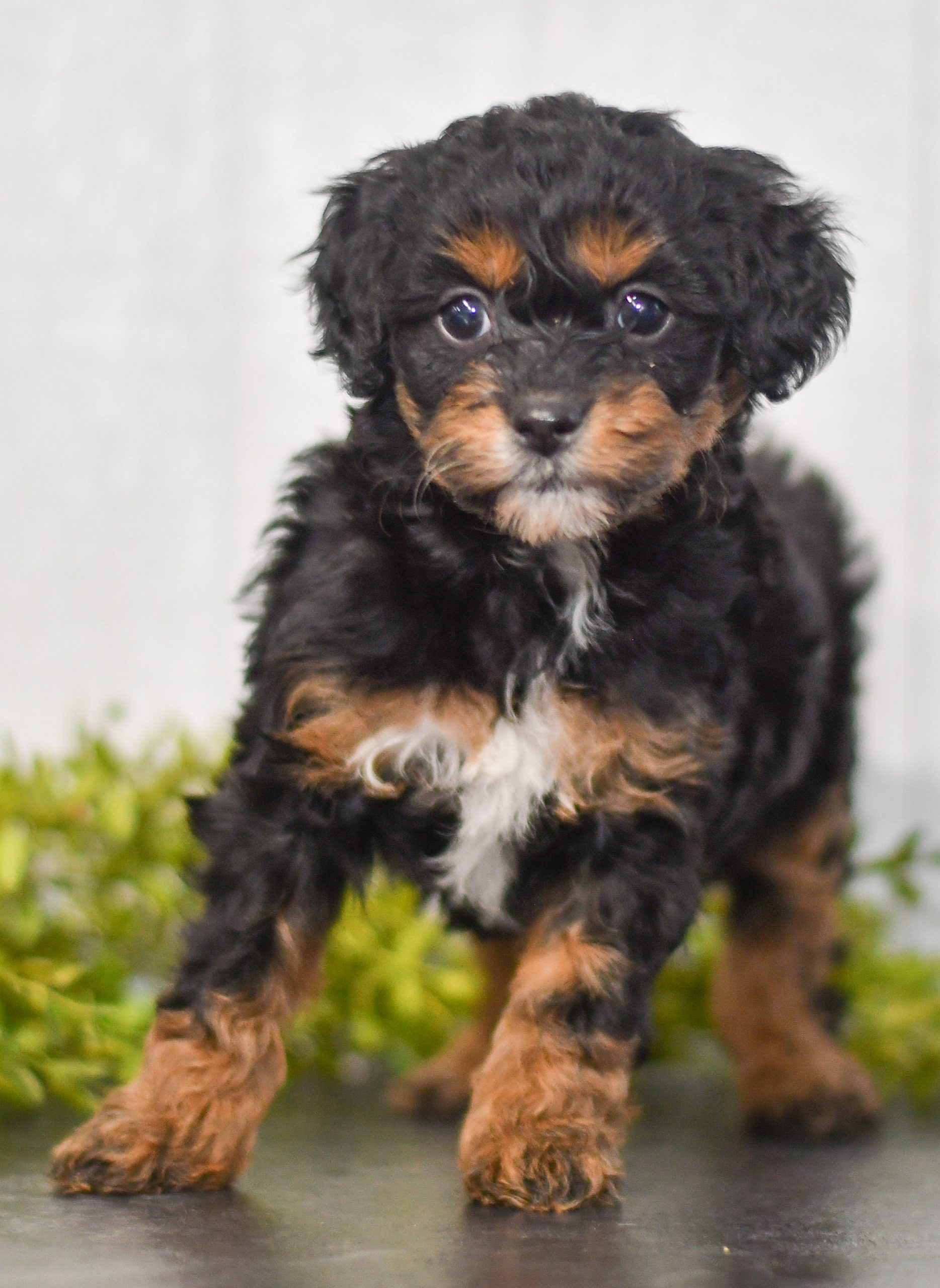 Rose - F1B Cavapoo - All Star Puppies : All Star Puppies