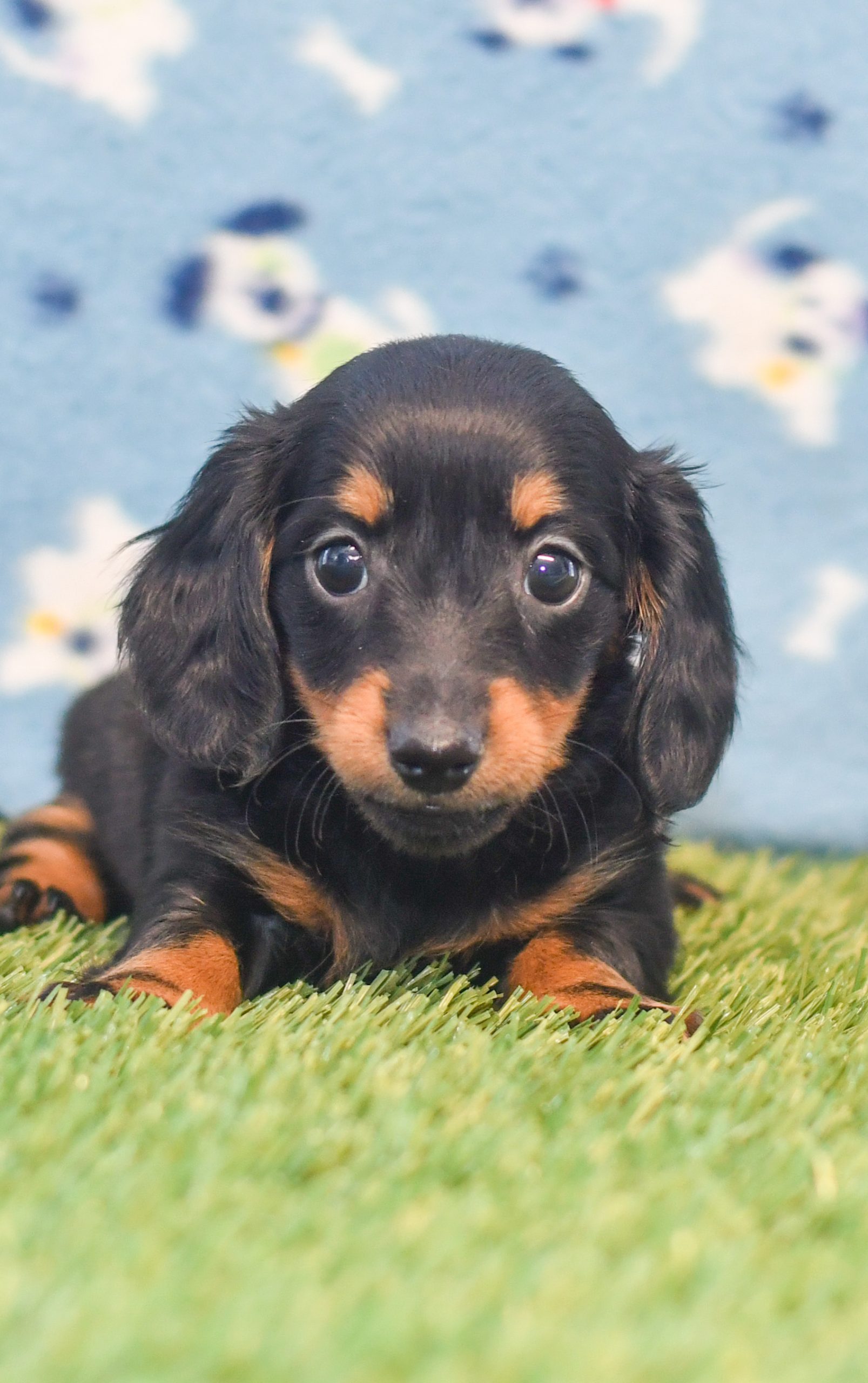 Shirley - Doxin - All Star Puppies : All Star Puppies