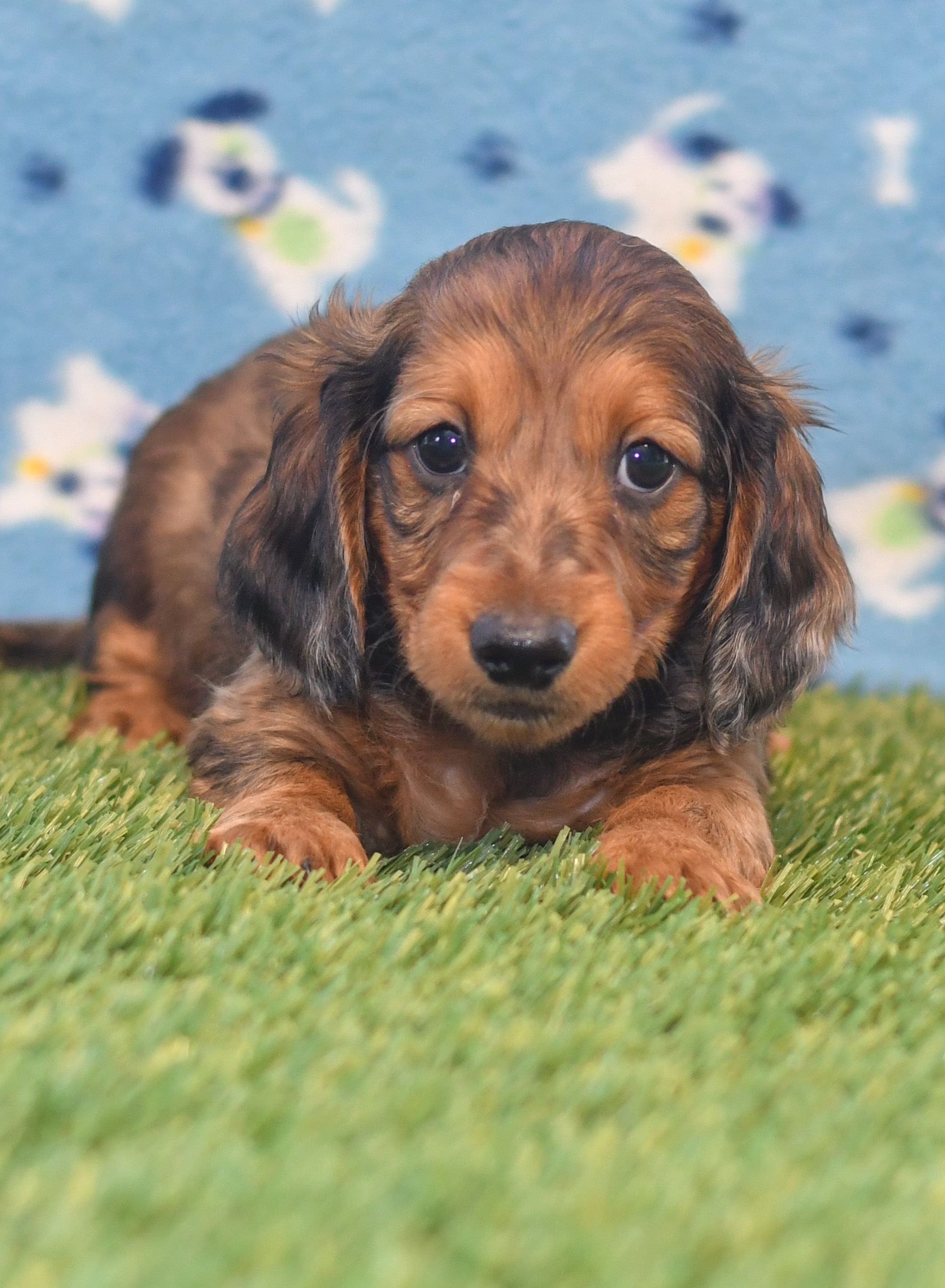 Sterling - Doxin - All Star Puppies : All Star Puppies