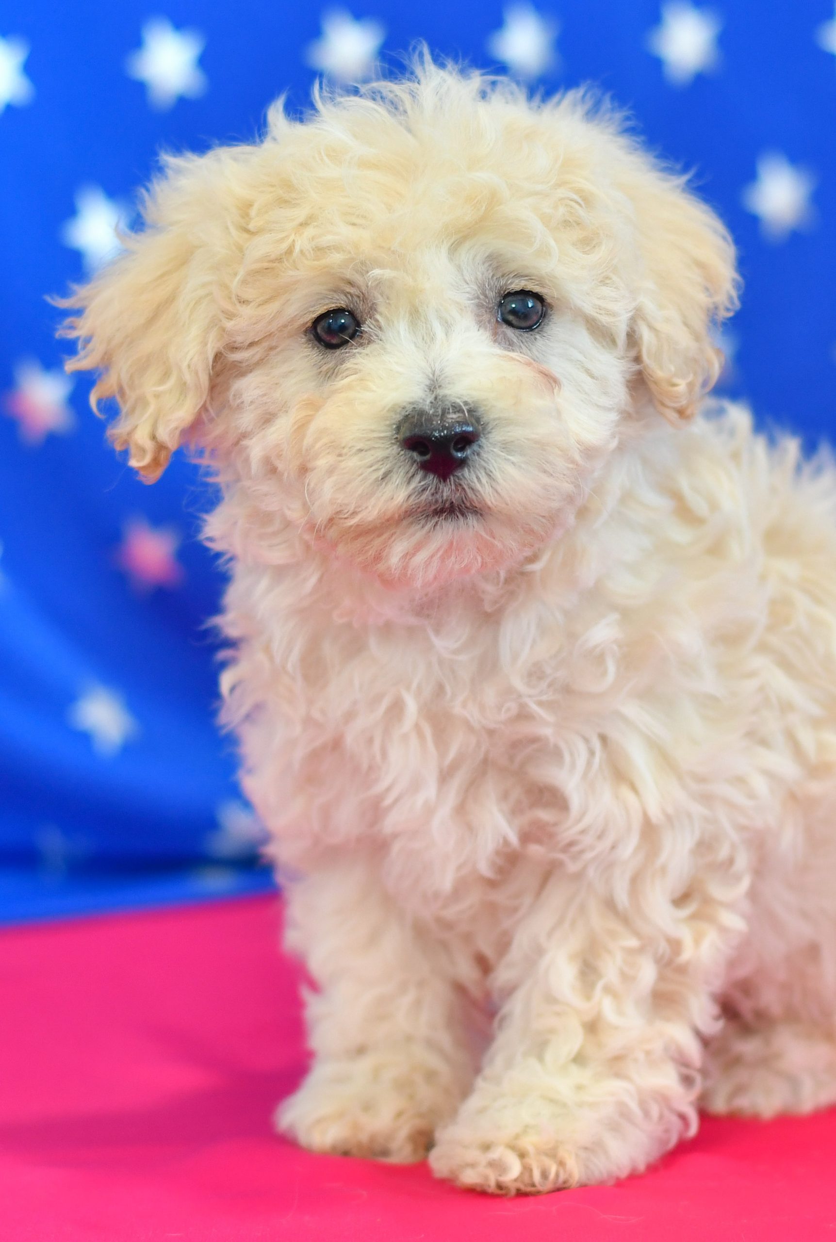Blossom - Bichpoo - All Star Puppies : All Star Puppies
