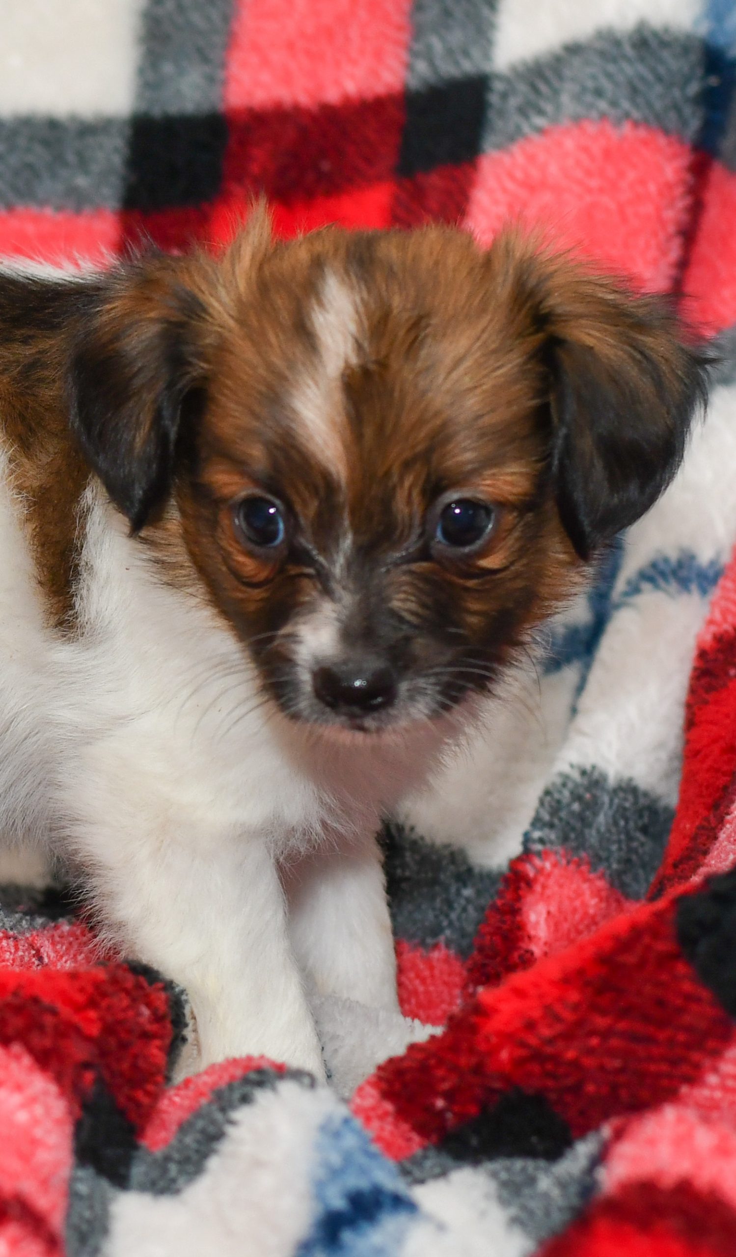 Diamond - Papillon - All Star Puppies : All Star Puppies