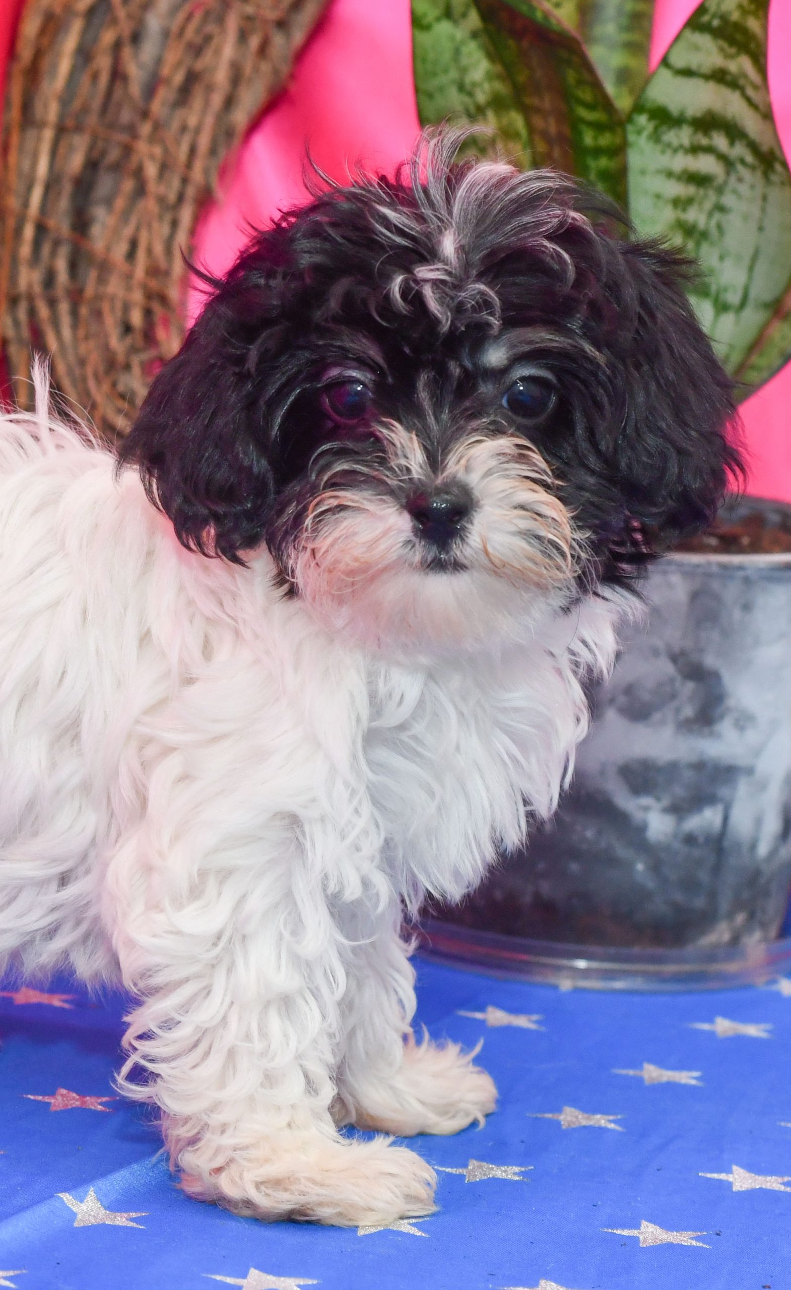 Holly - Shih-Poo - All Star Puppies : All Star Puppies