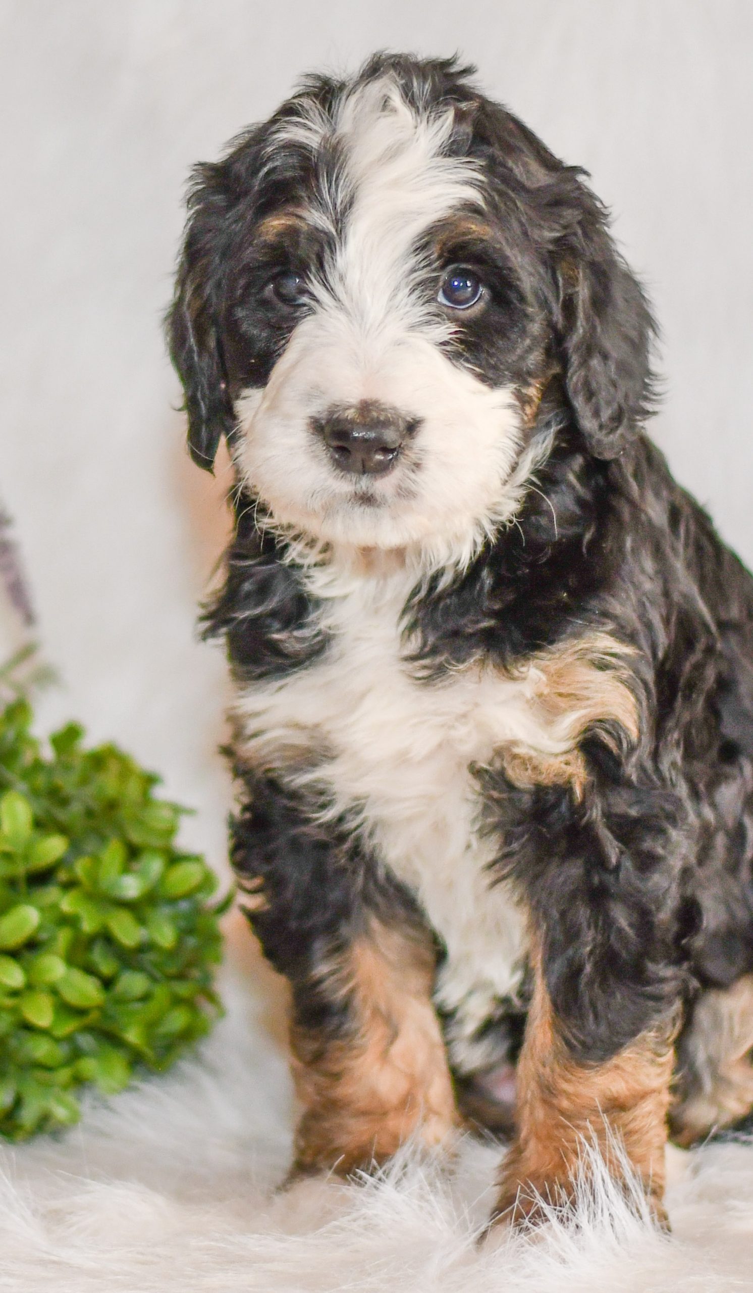 Kate - Bernedoodle - All Star Puppies : All Star Puppies