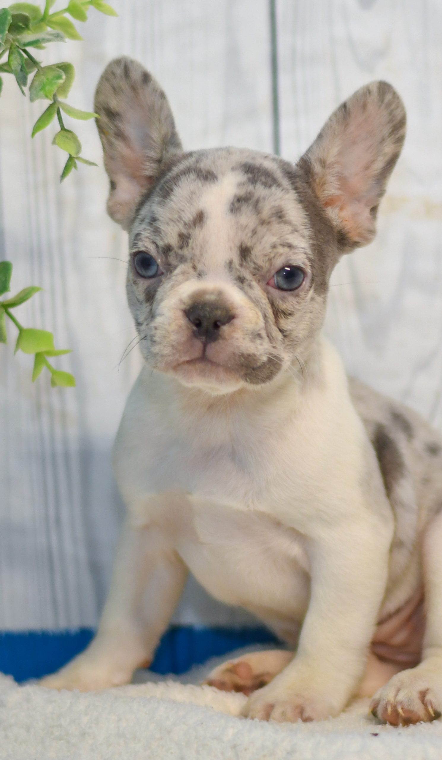 Riley - Frenchy - All Star Puppies : All Star Puppies