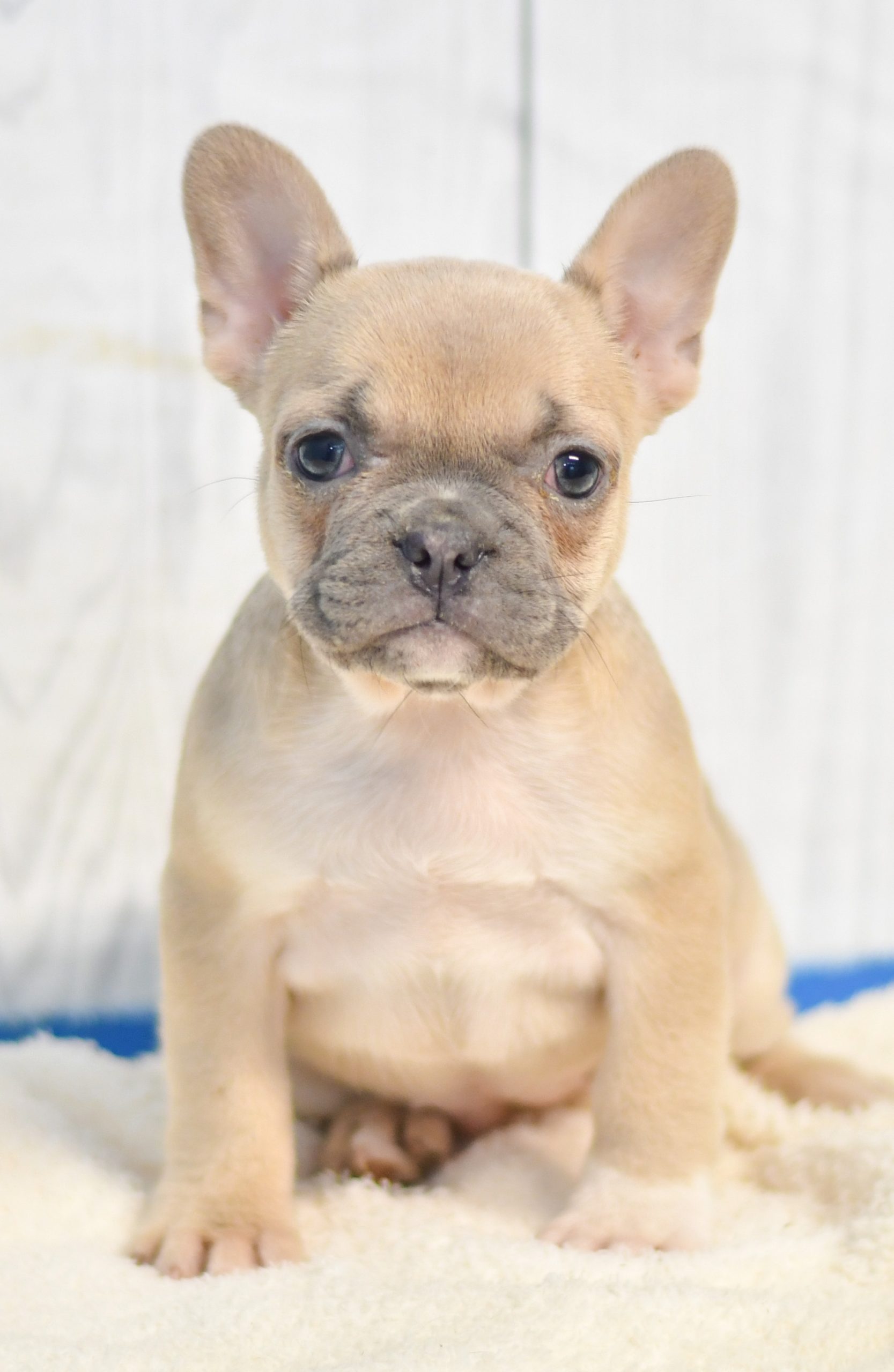Felicia - Frenchy - All Star Puppies : All Star Puppies