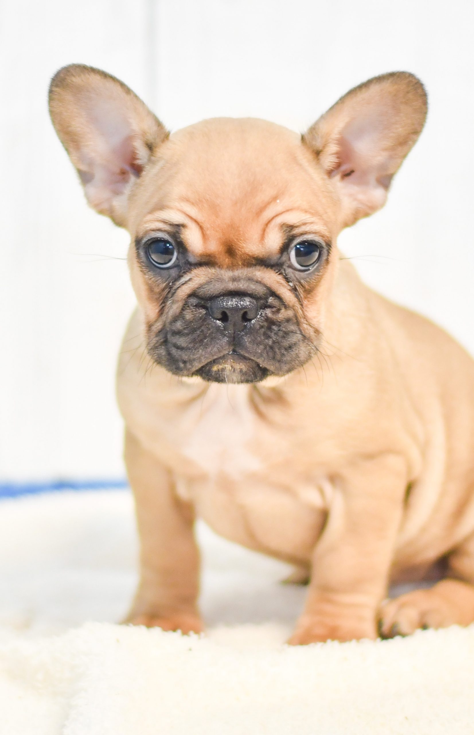 Florida - Frenchy - All Star Puppies : All Star Puppies