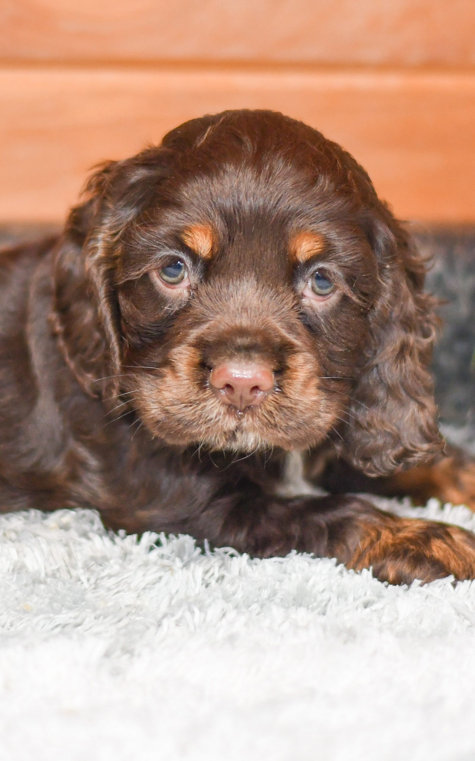 Shepherd - Cocker - All Star Puppies : All Star Puppies
