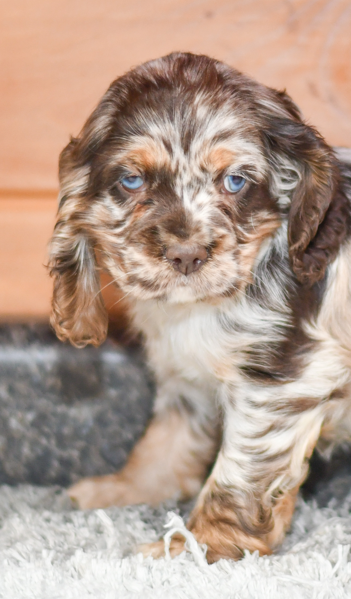 Slick - Cocker - All Star Puppies : All Star Puppies