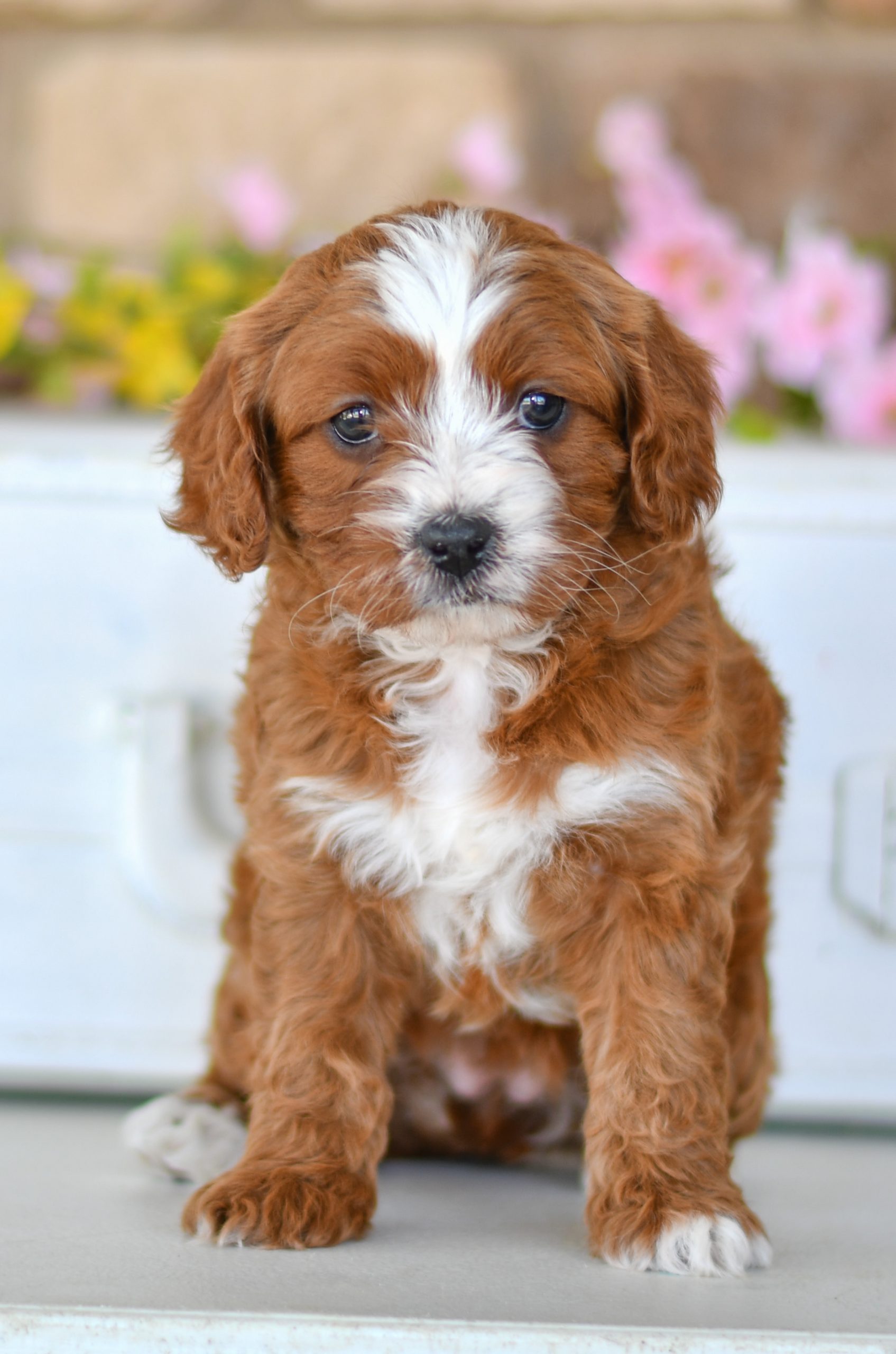 Deanna- Cavapoo - All Star Puppies : All Star Puppies