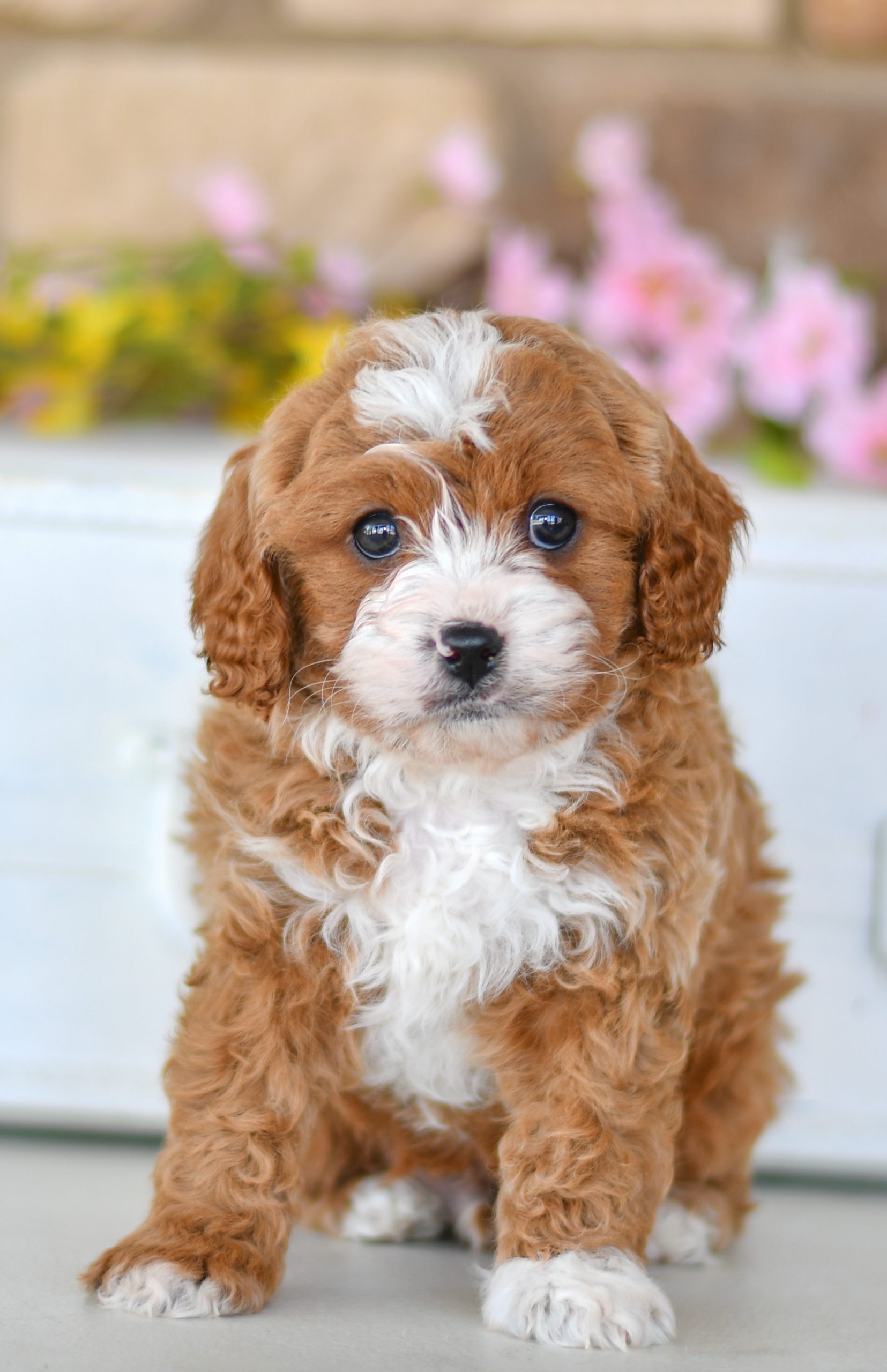 Dexter- Cavapoo - All Star Puppies : All Star Puppies