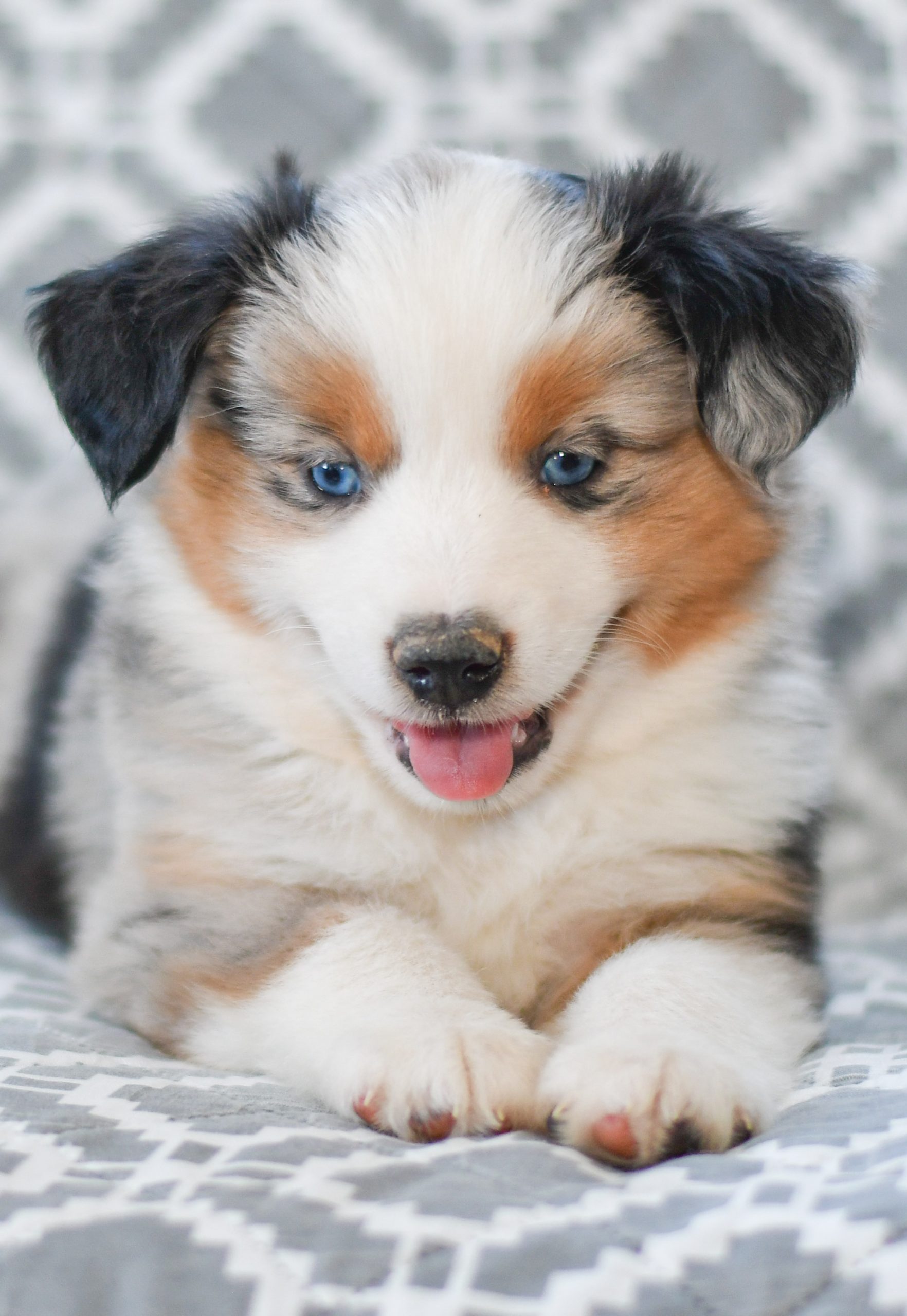 Eugene- Mini Australian Shepherd - All Star Puppies : All Star Puppies