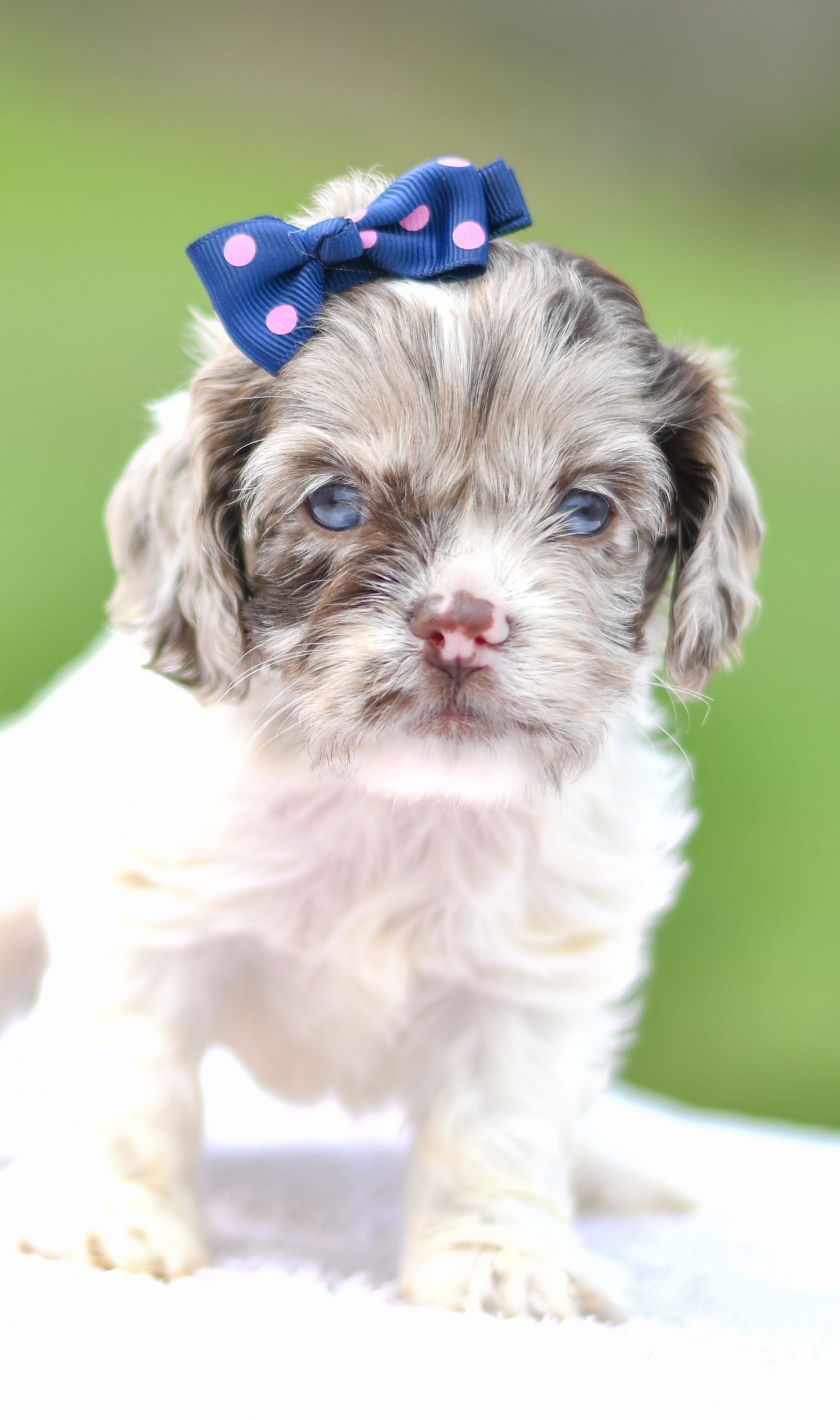 Opal- Cocker Spaniel - All Star Puppies : All Star Puppies