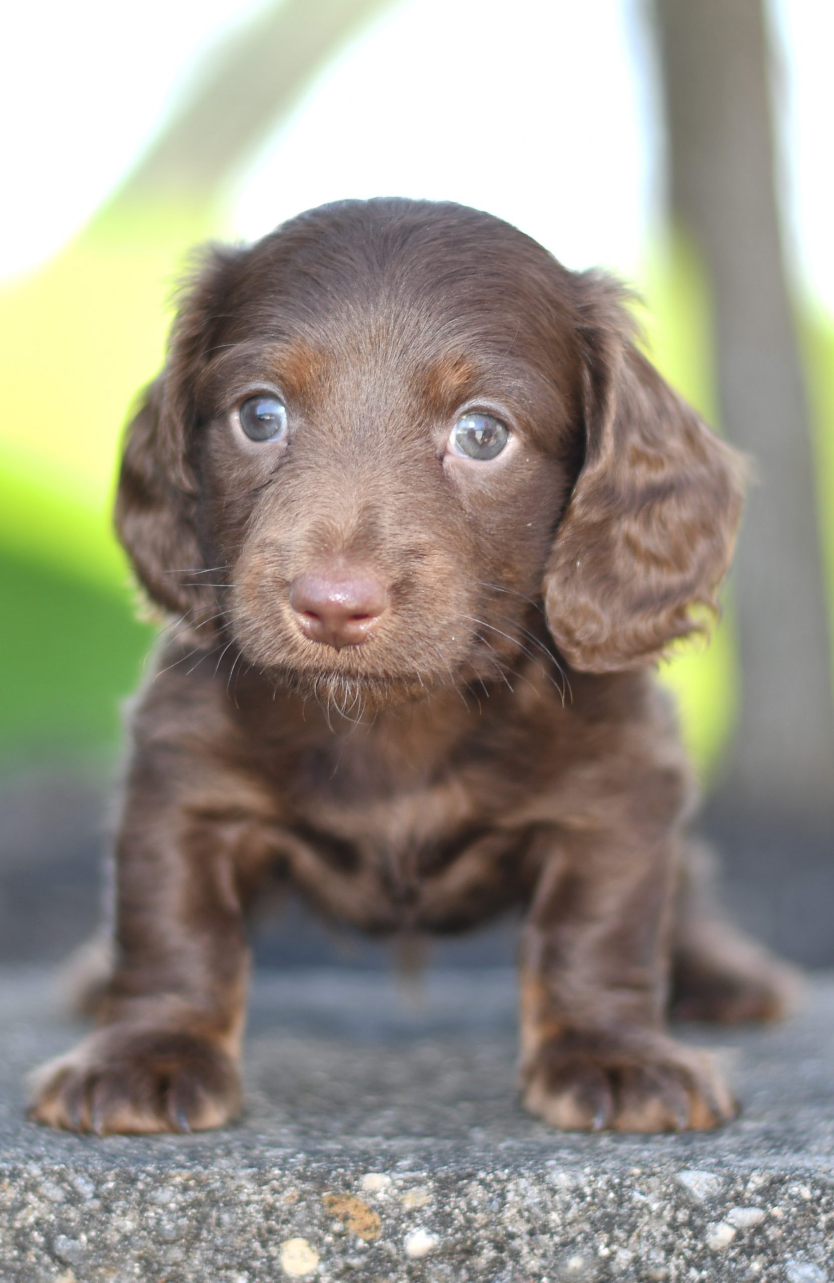 Stevey - Doxin - All Star Puppies : All Star Puppies