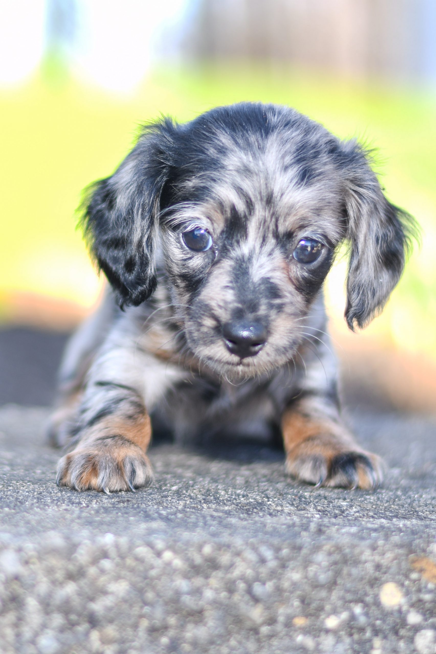 Sugar - Doxin - All Star Puppies : All Star Puppies