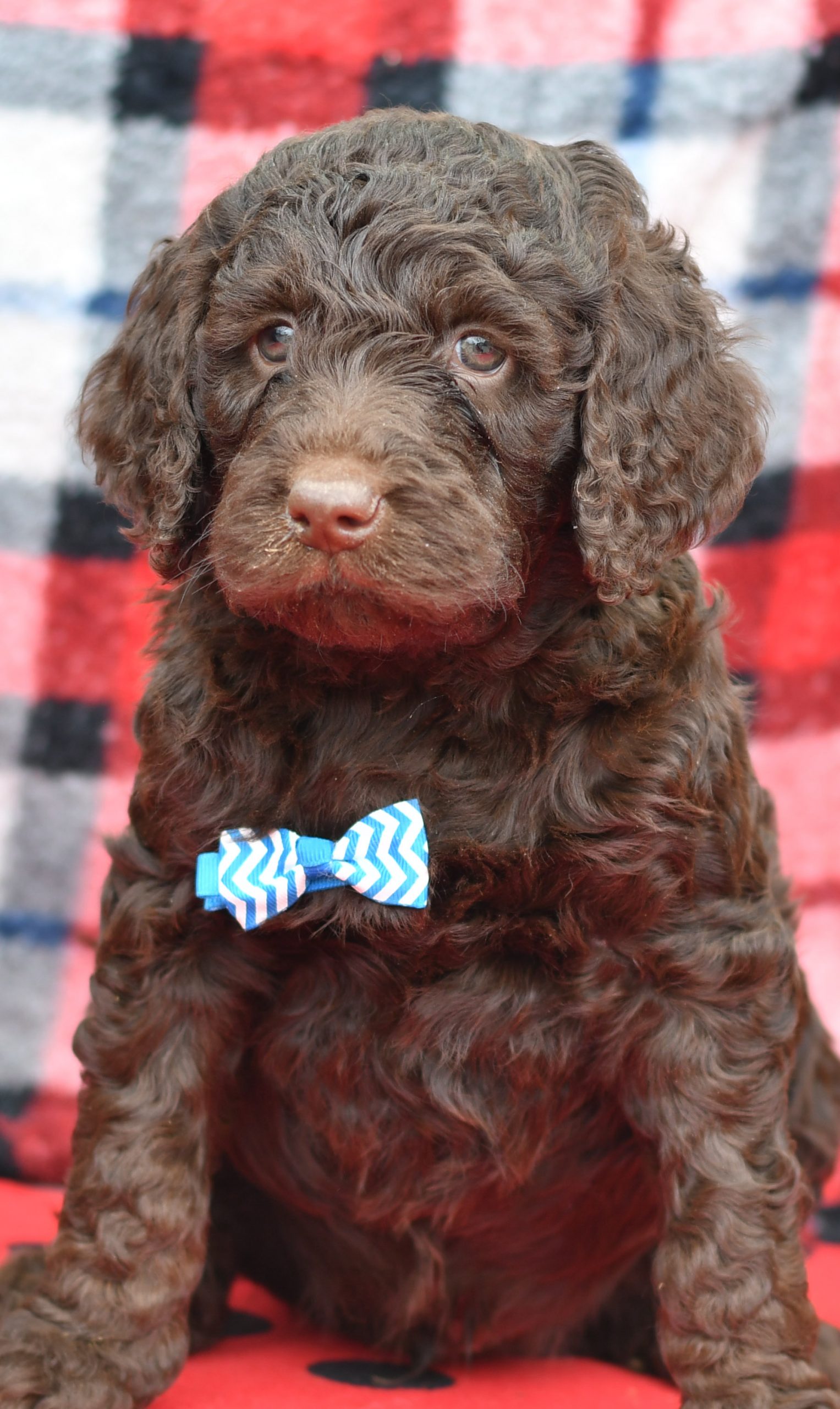 Bert - F1B Labradoodle - All Star Puppies : All Star Puppies