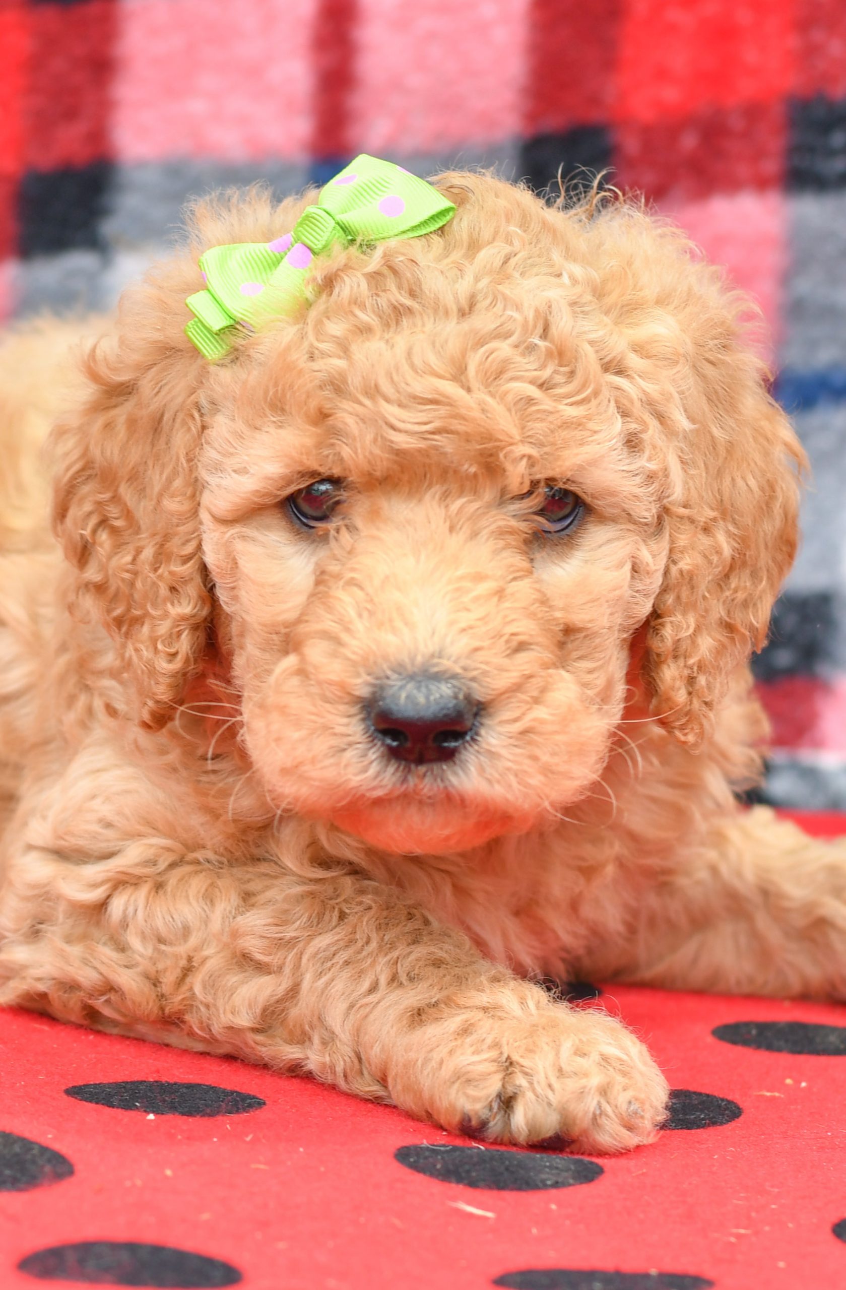 Bick - F1B Labradoodle - All Star Puppies : All Star Puppies