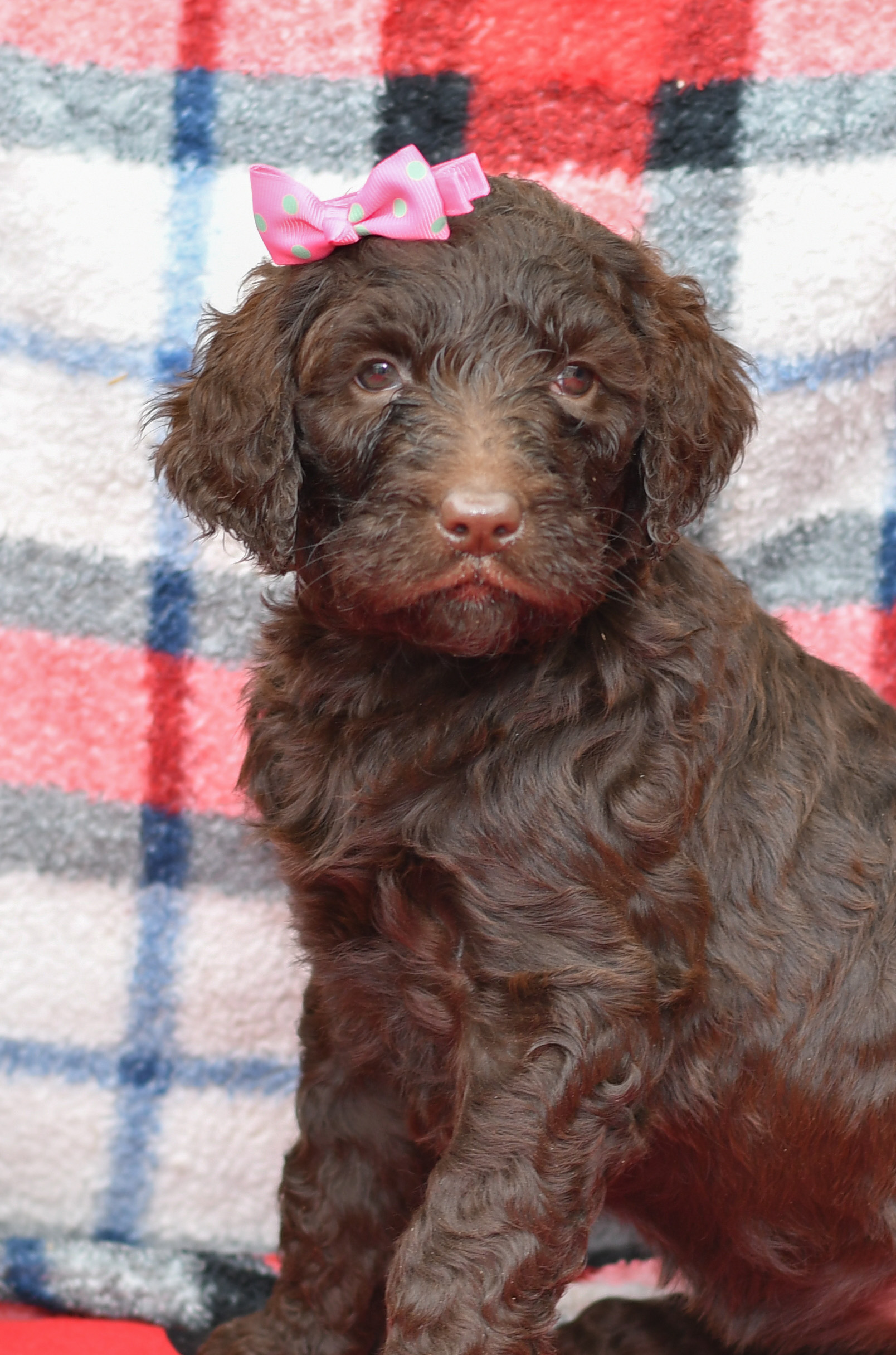 Bonnie - F1B Labradoodle - All Star Puppies : All Star Puppies