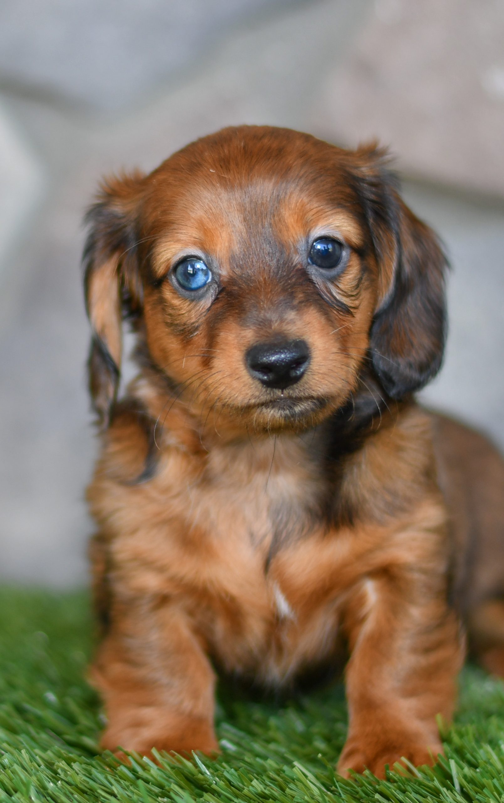 Peter - Doxin - All Star Puppies : All Star Puppies