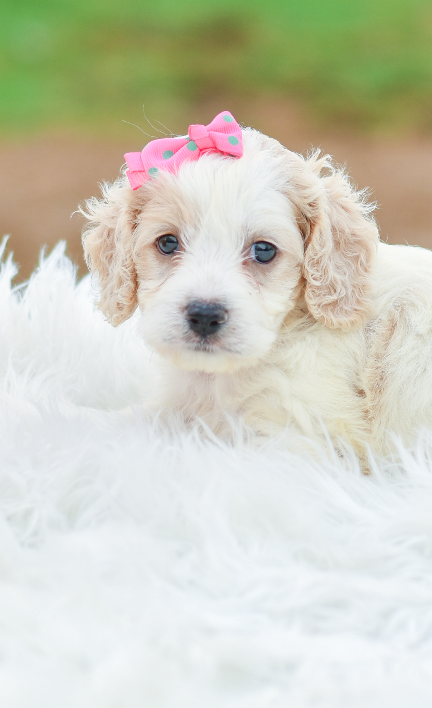 Bailey- Cockapoo - All Star Puppies : All Star Puppies