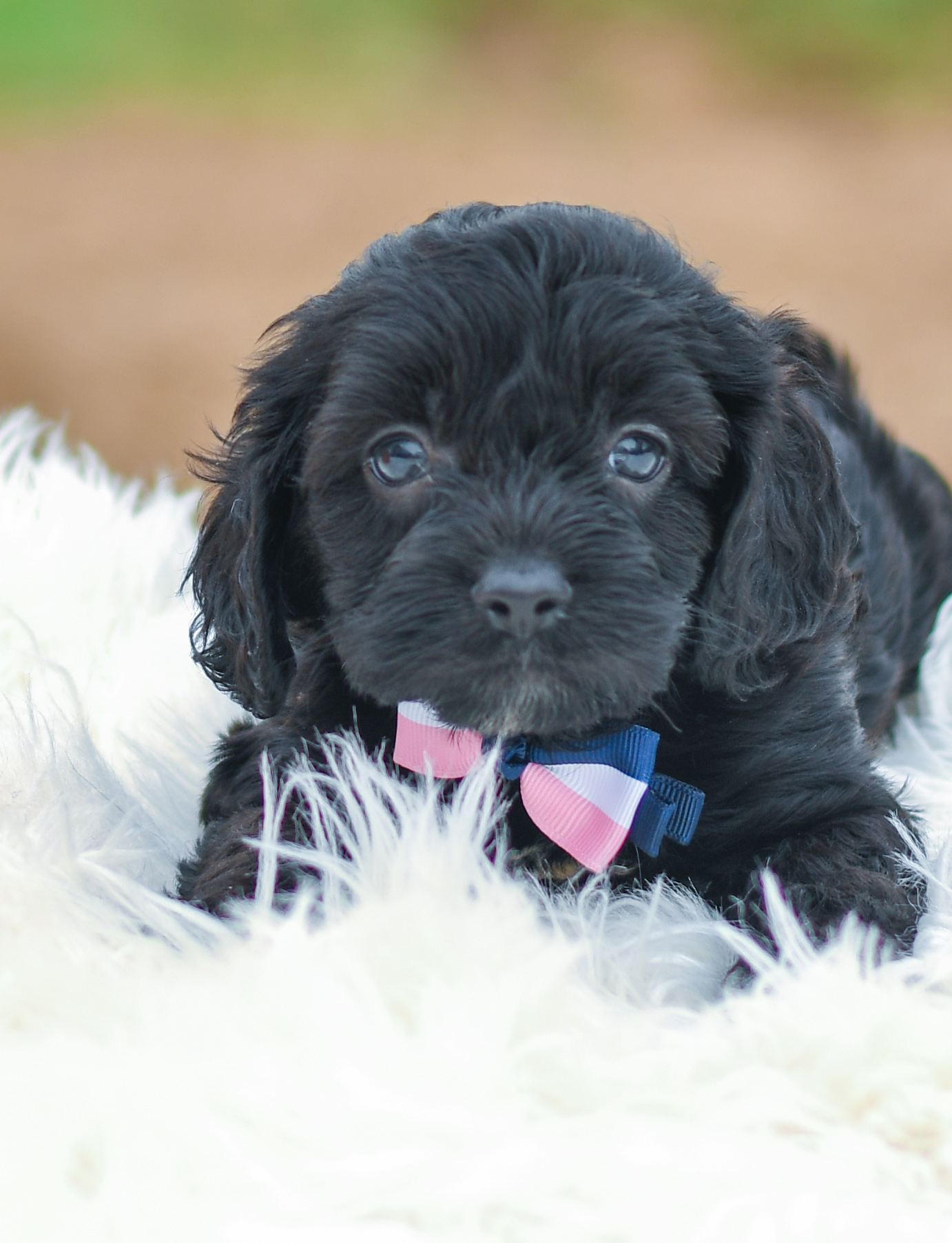 Buddy- Cockapoo - All Star Puppies : All Star Puppies